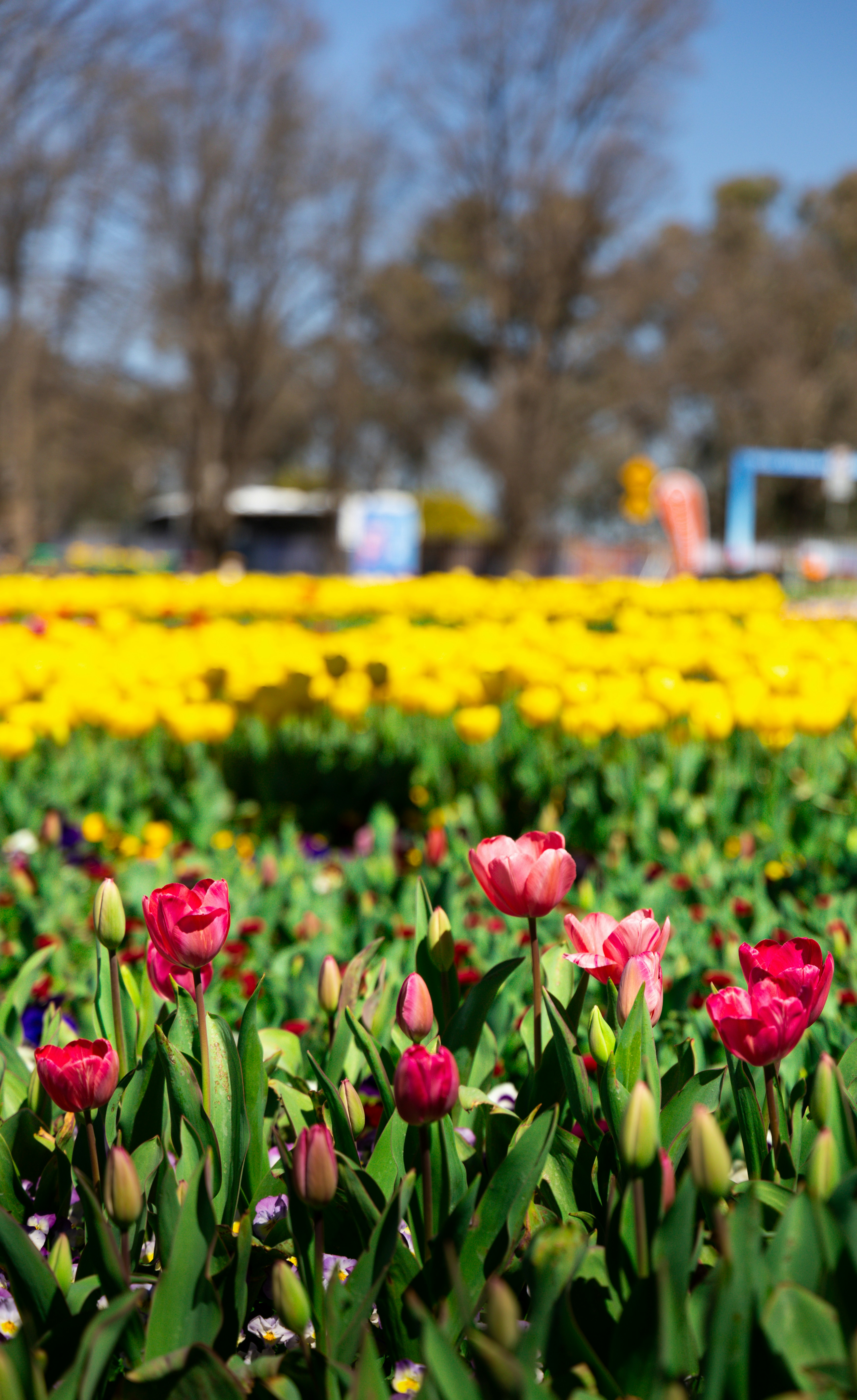 Vibrant pink tulips stand out amidst a sea of yellow flowers, capturing the essence of spring in full bloom.
