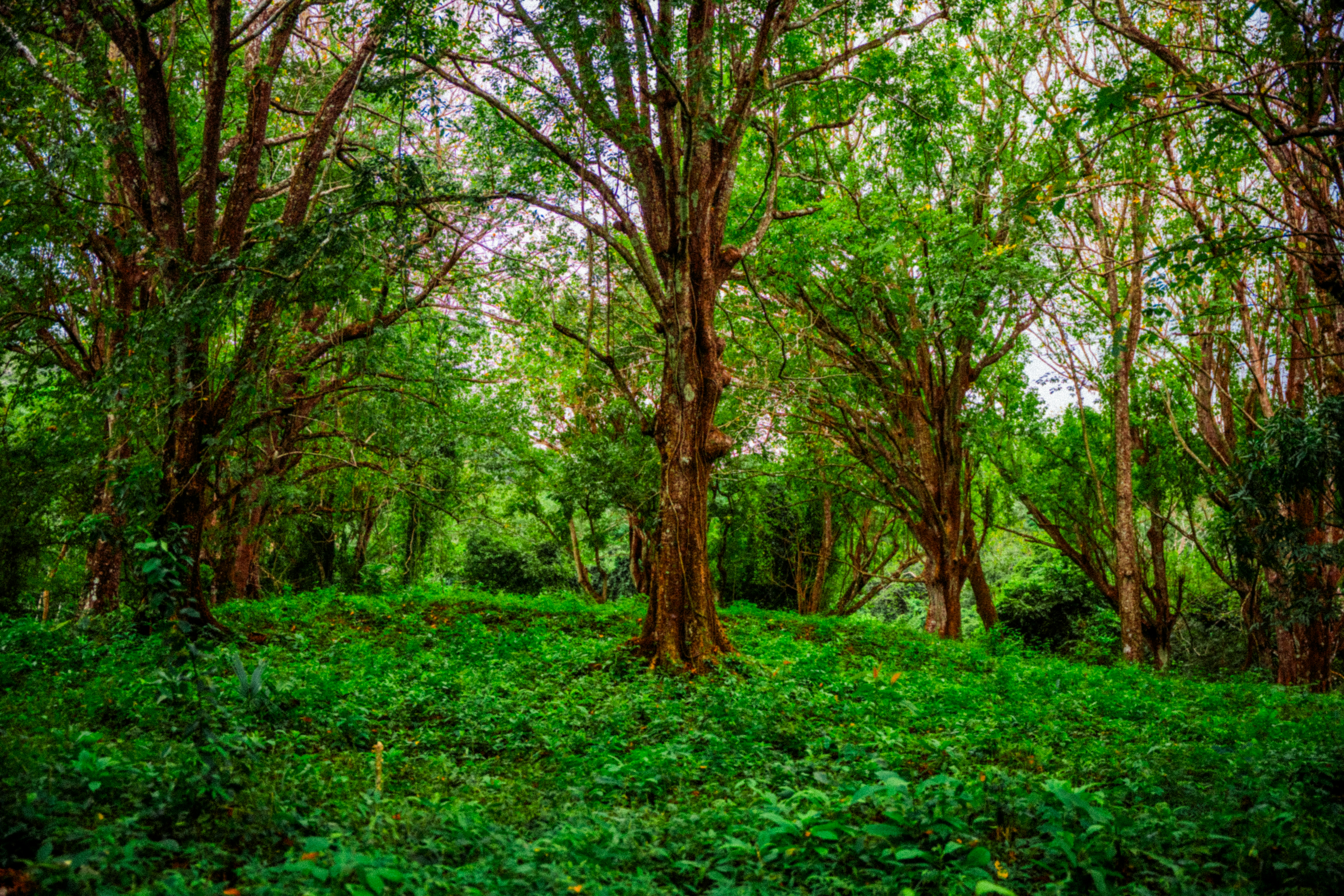 Whispers of the Verdant Grove