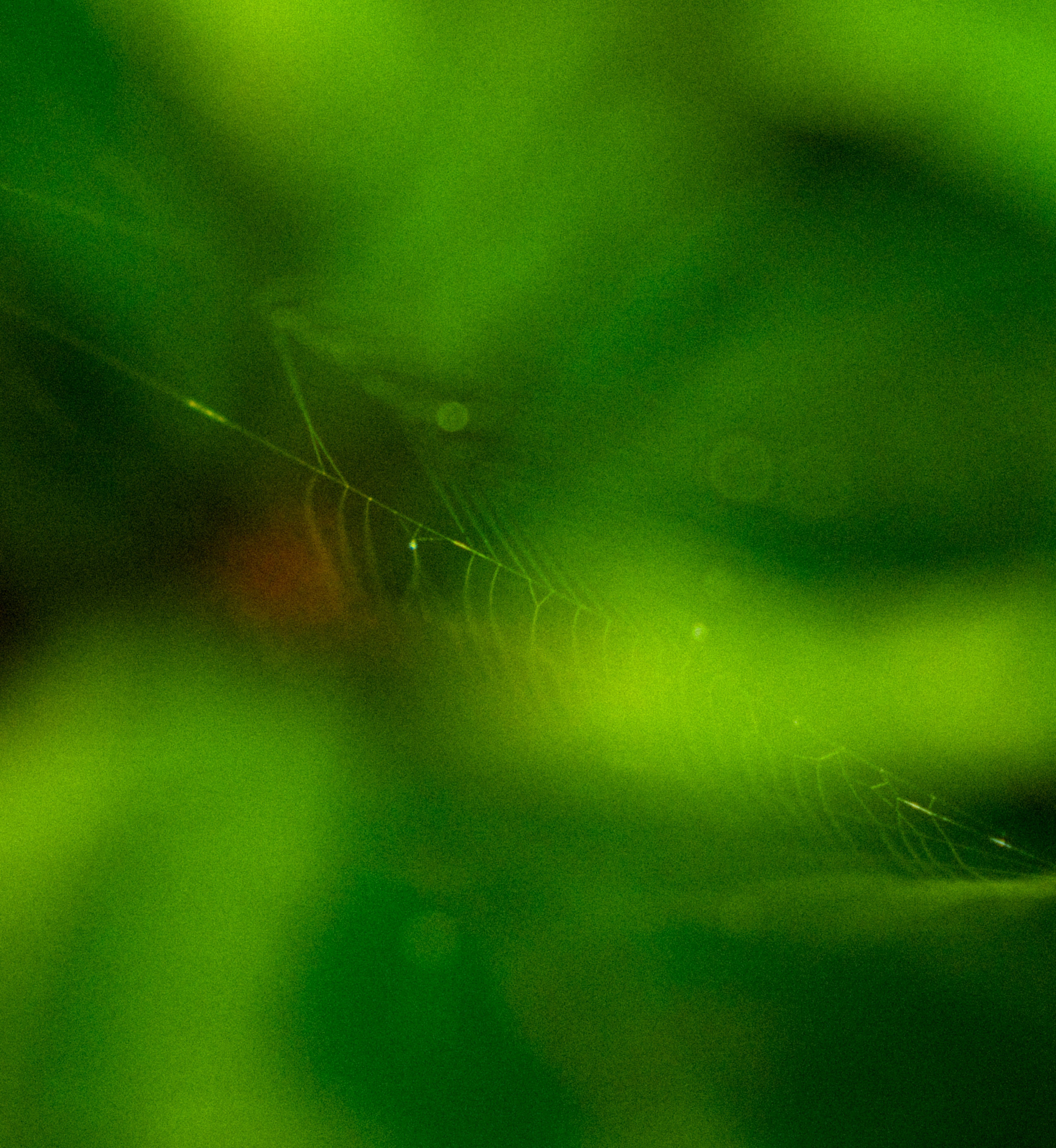 Whispers of the Web: Nature's Intricate Design