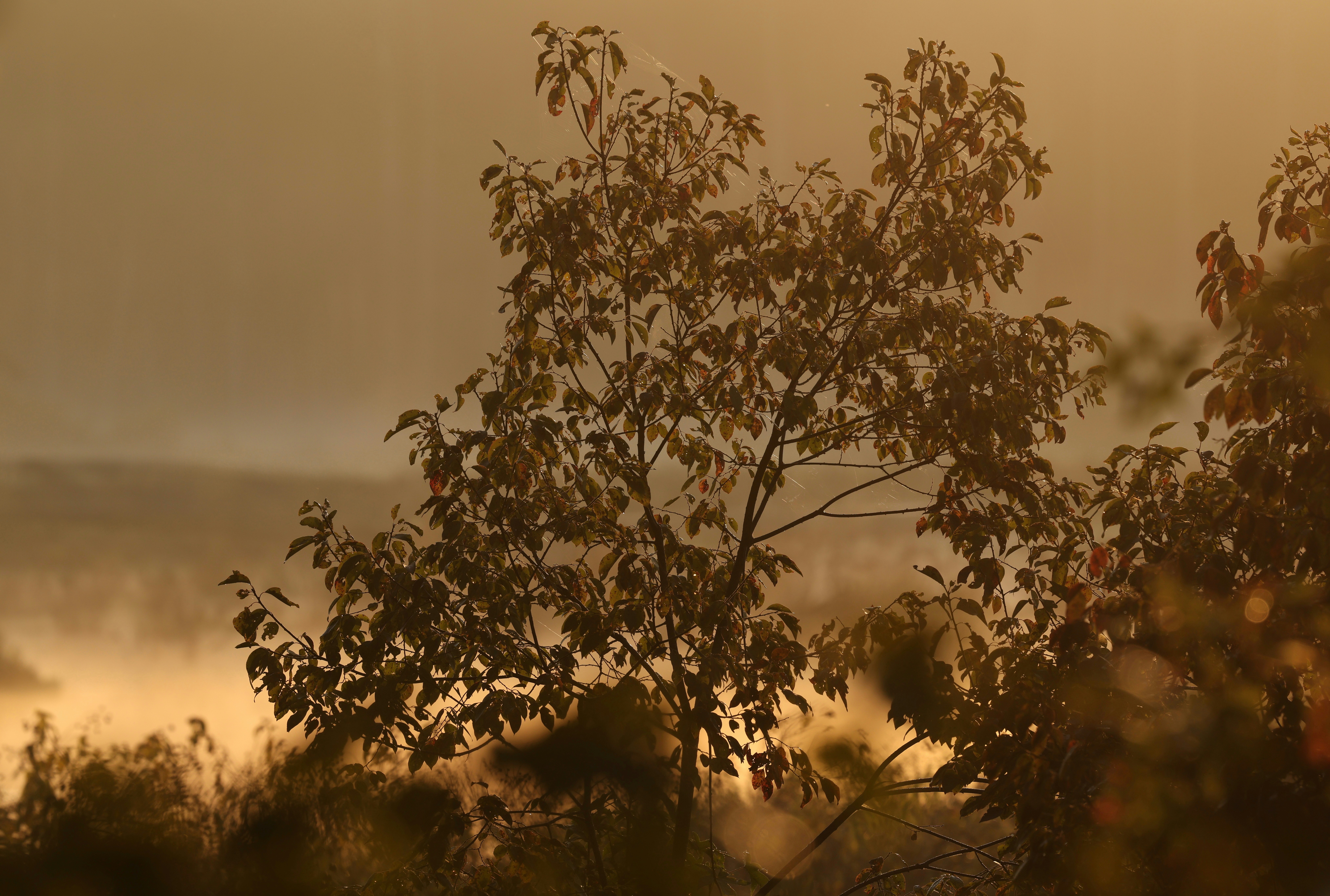 Whispers of Dawn: Nature's Quiet Embrace