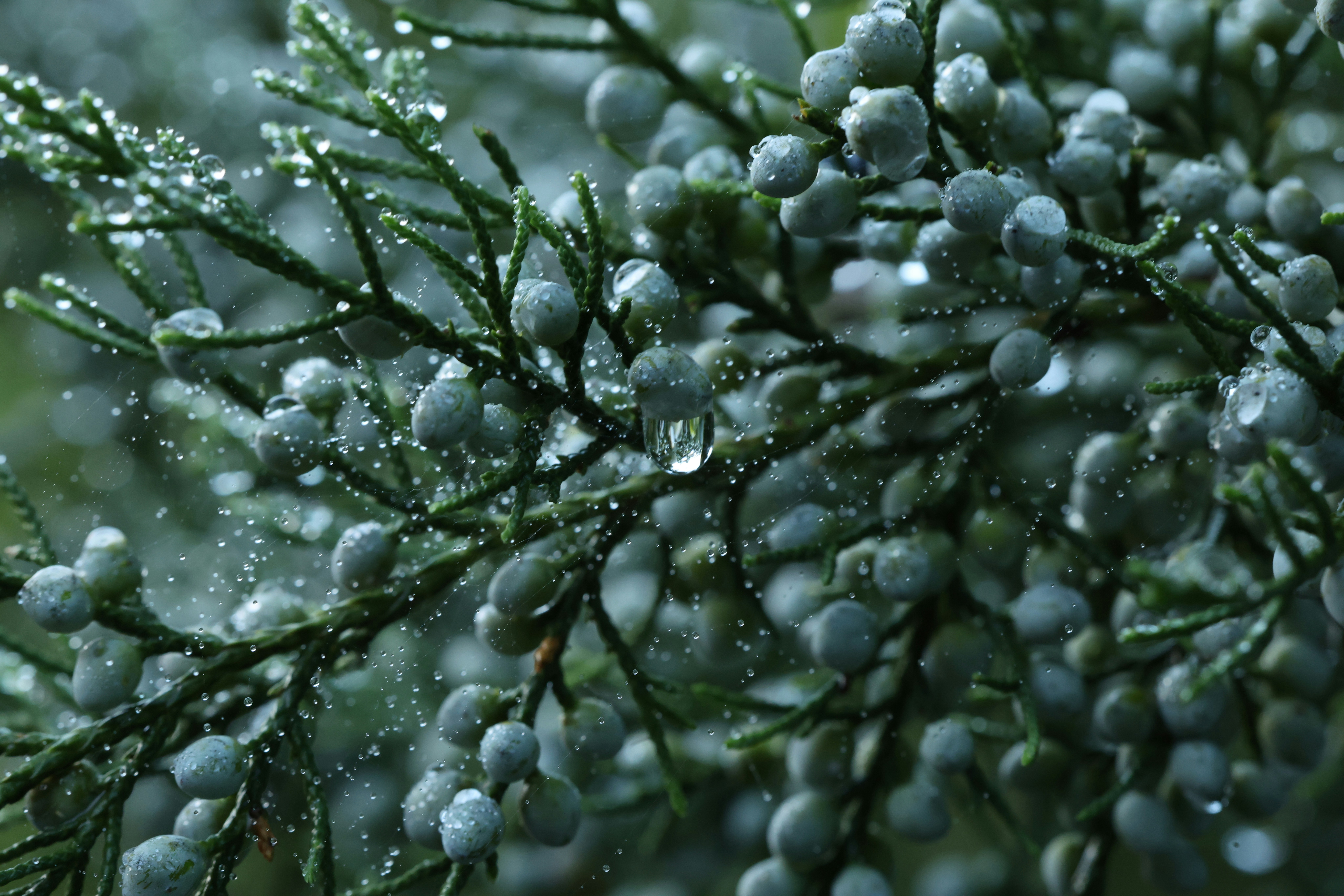 Nature's Beaded Symphony