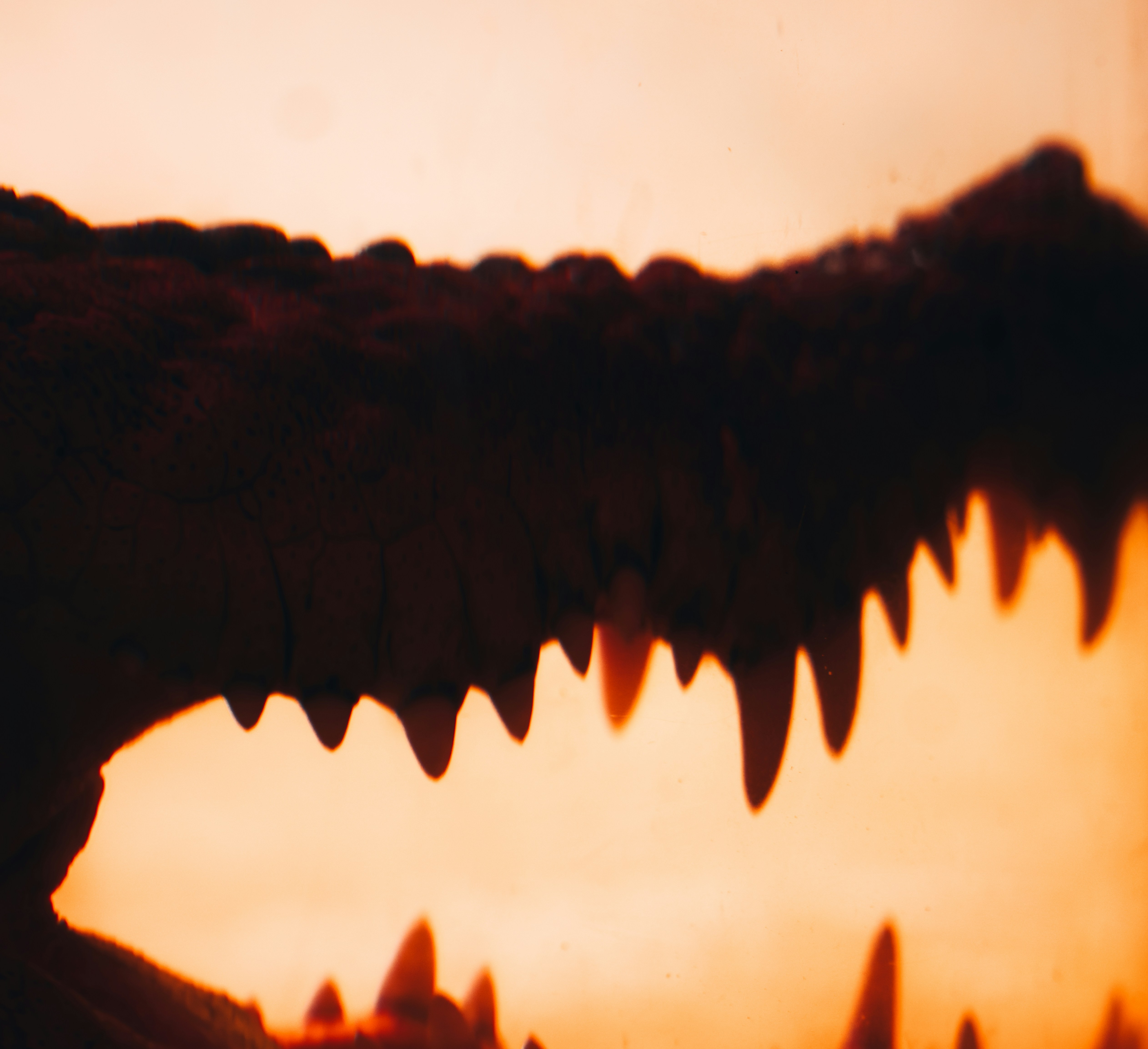 The Silent Hunter: A Glimpse into the Crocodile's World