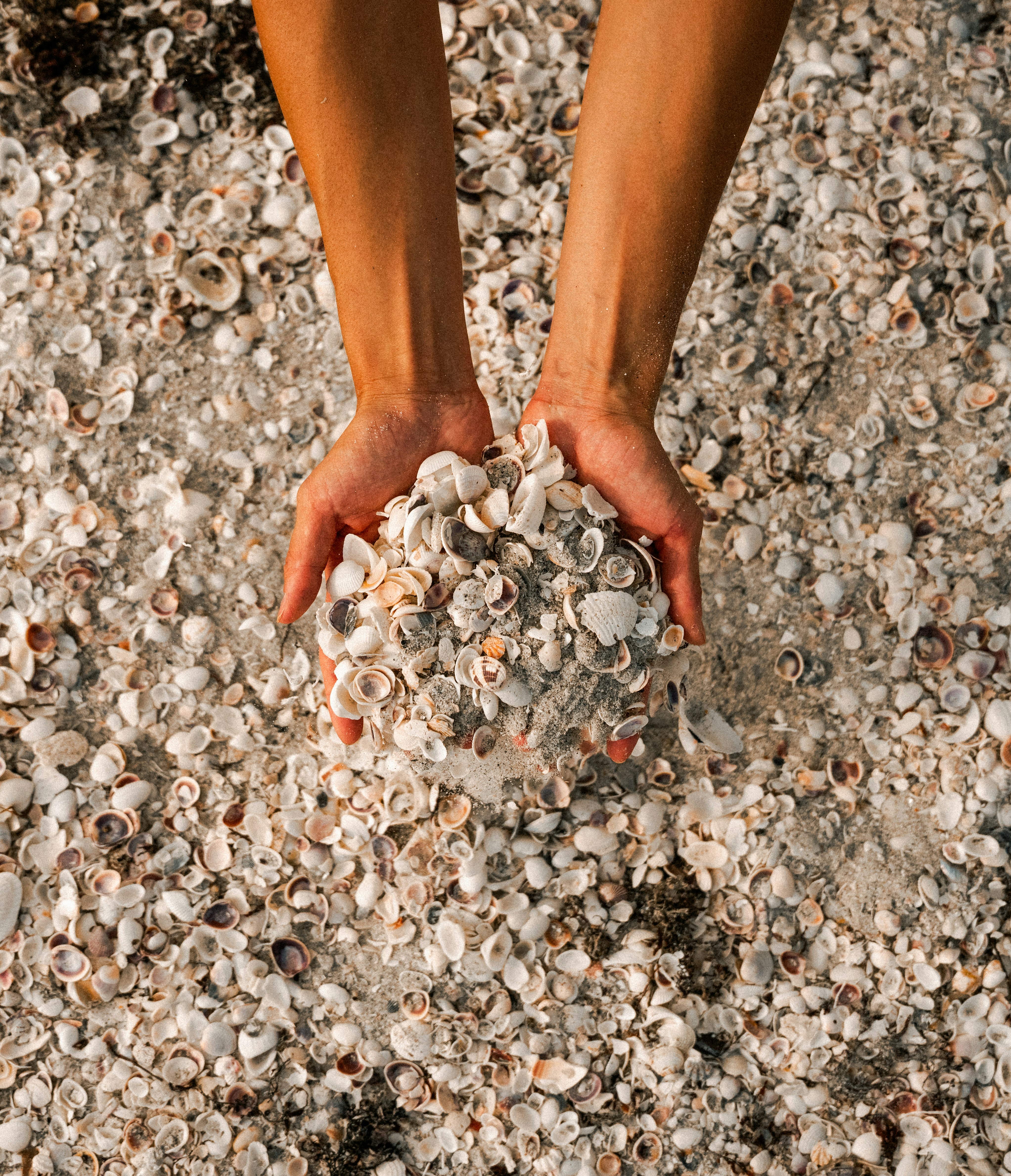 Hands holding a pile of seashells on a beach