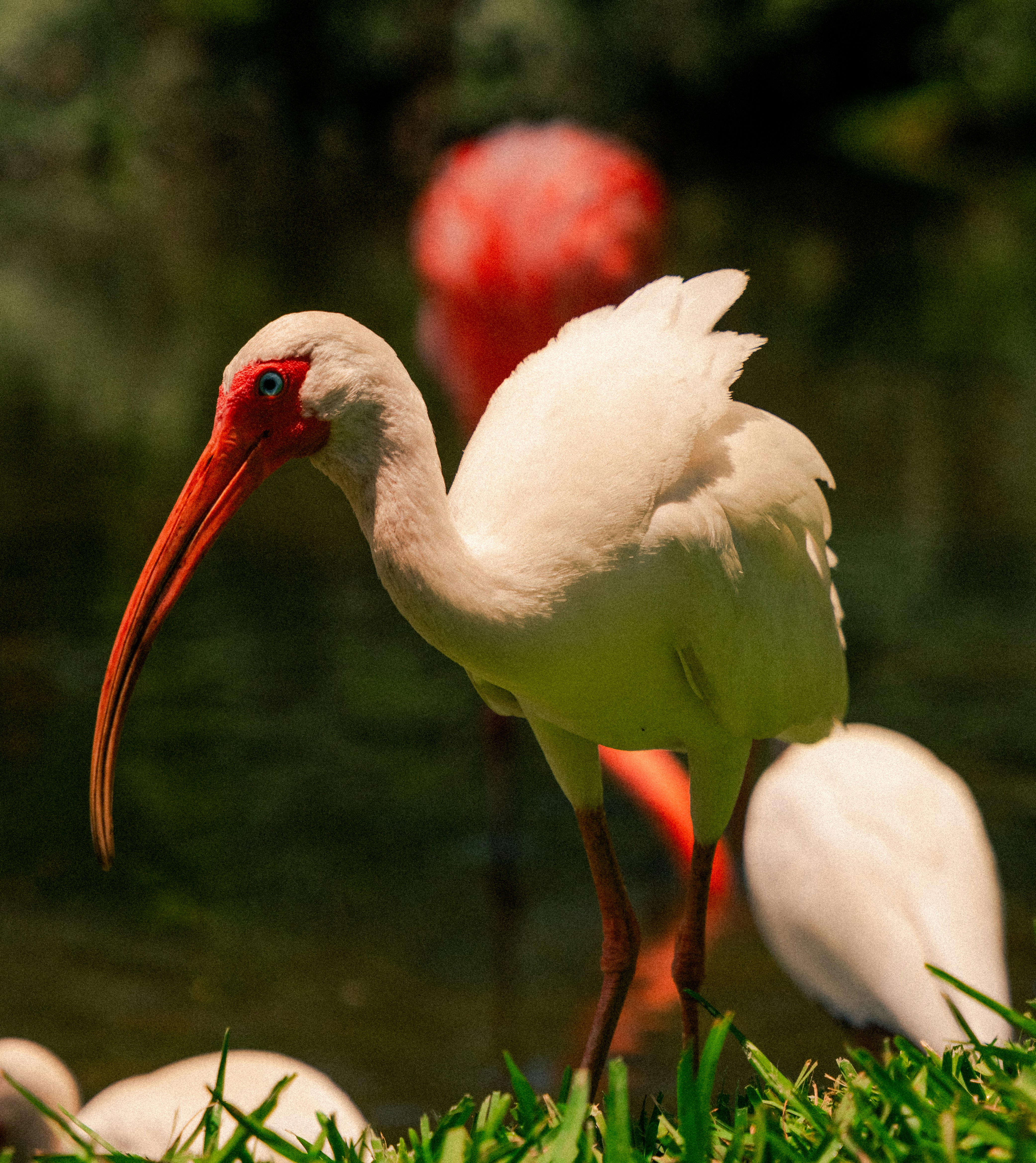 Elegance in Motion: A Gathering of Ibises