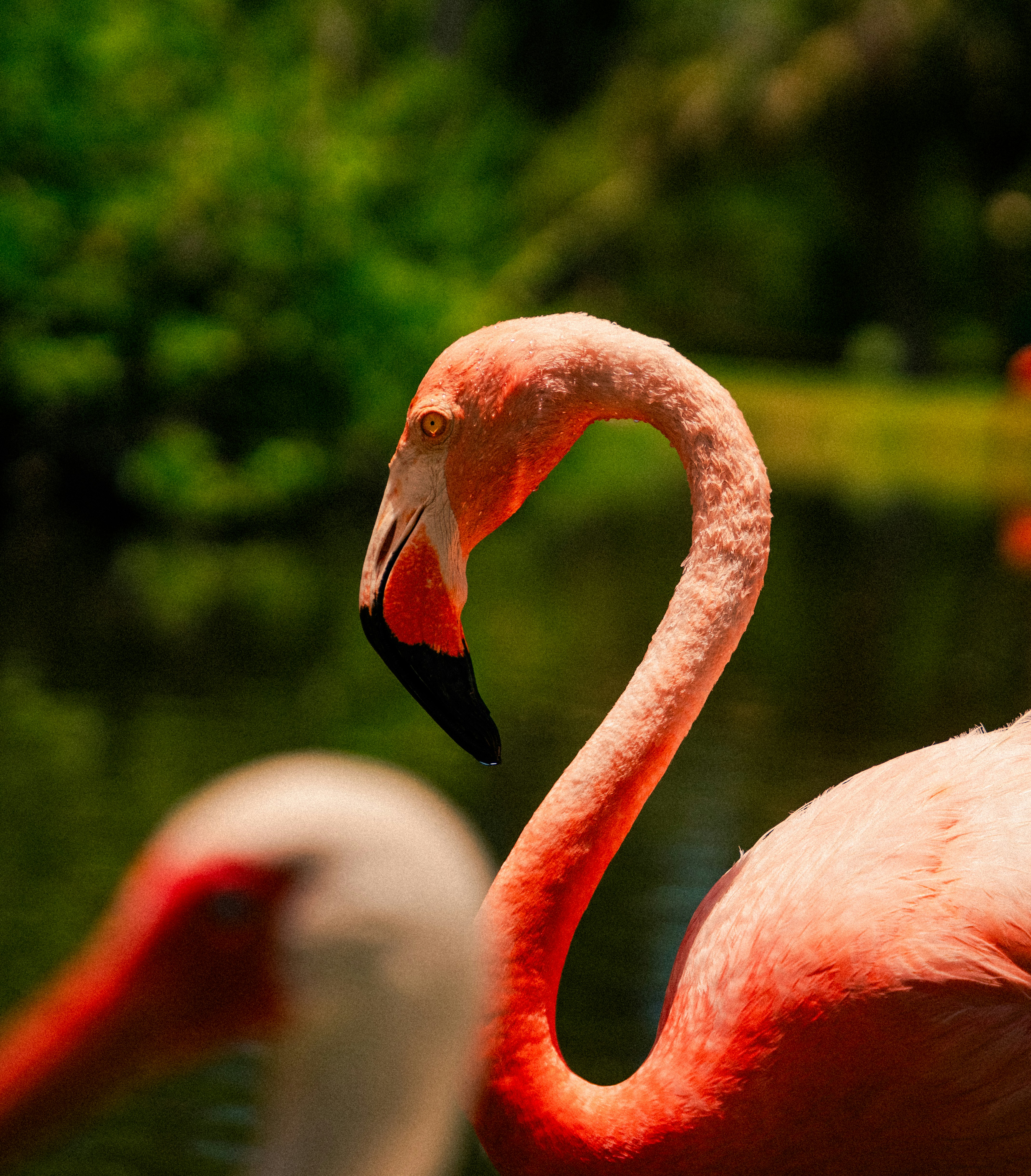 Elegance in Pink: A Flamingo's Serenade