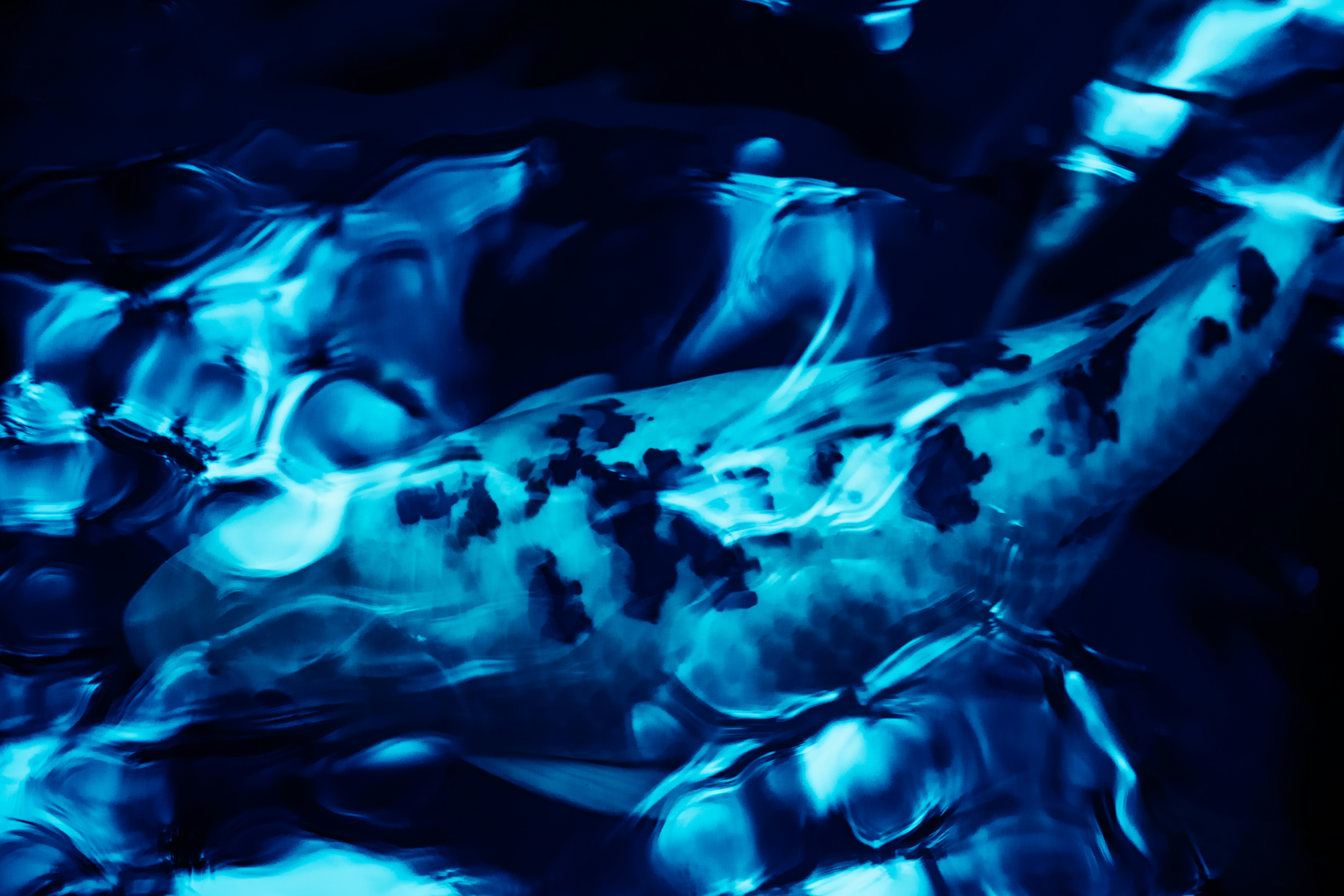 Mysteries Beneath the Waves: A Serene Encounter