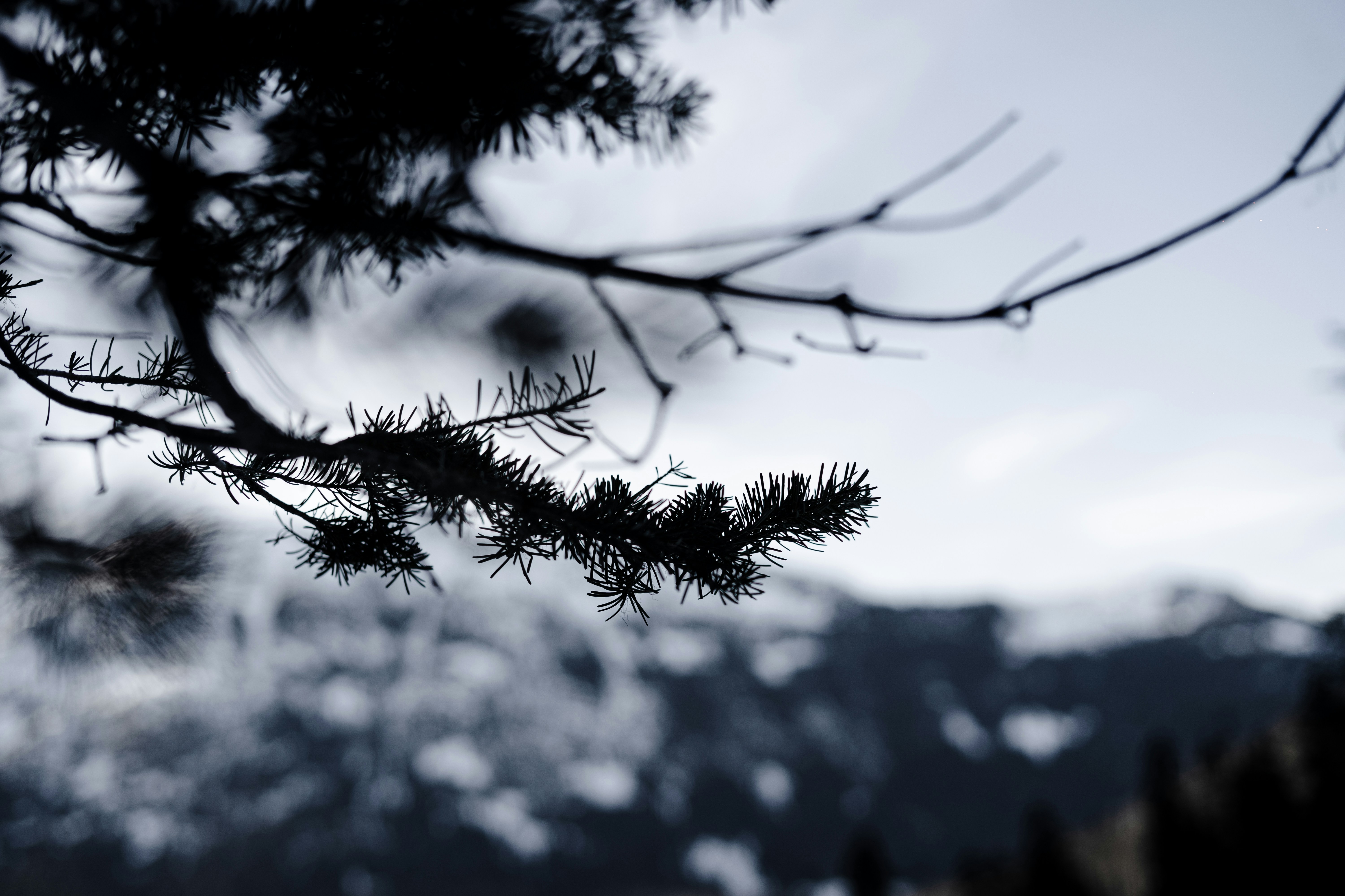 Silhouette of pine branches against snowy mountains