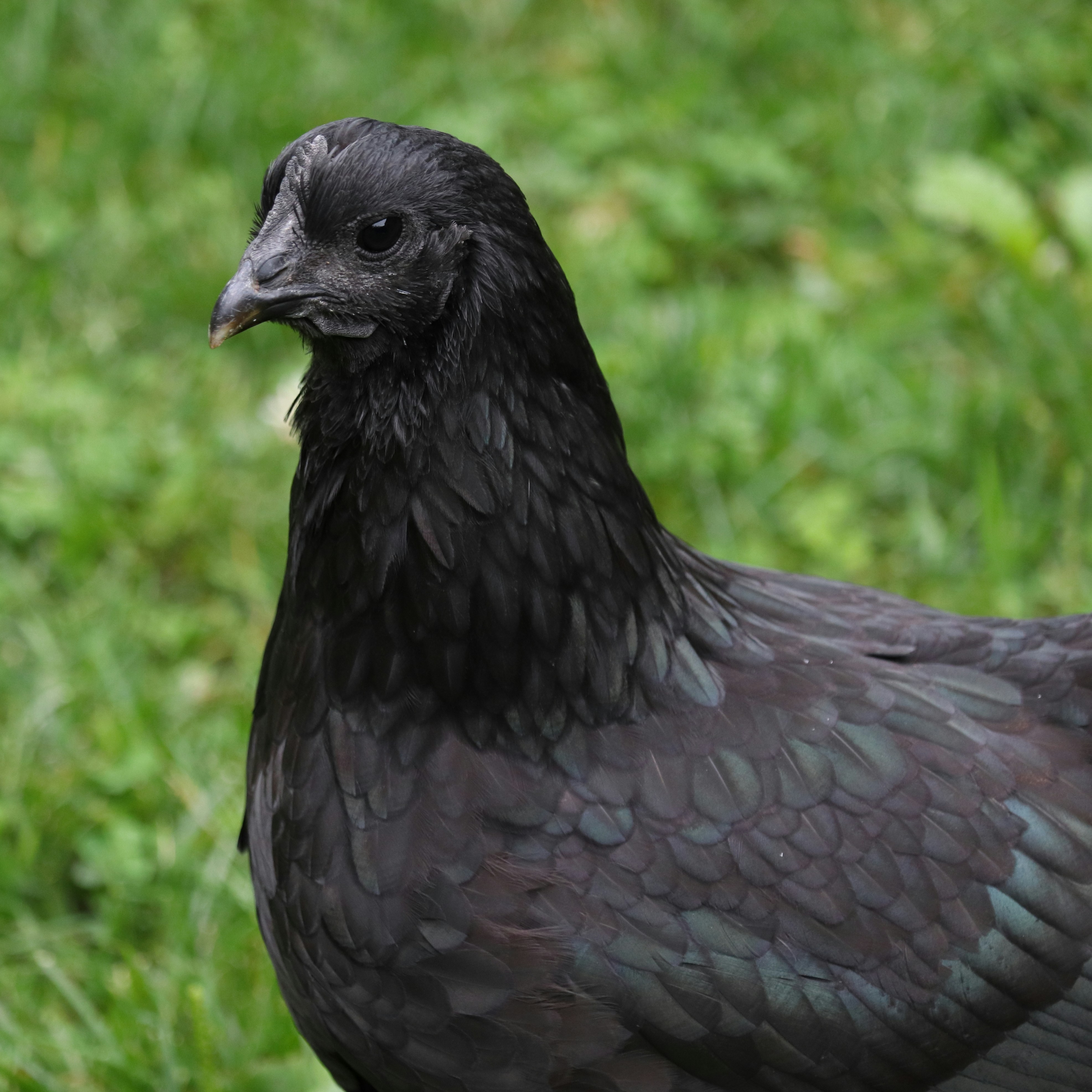 Midday Empress: A Dark Plumage Portrait in Fresh Grass