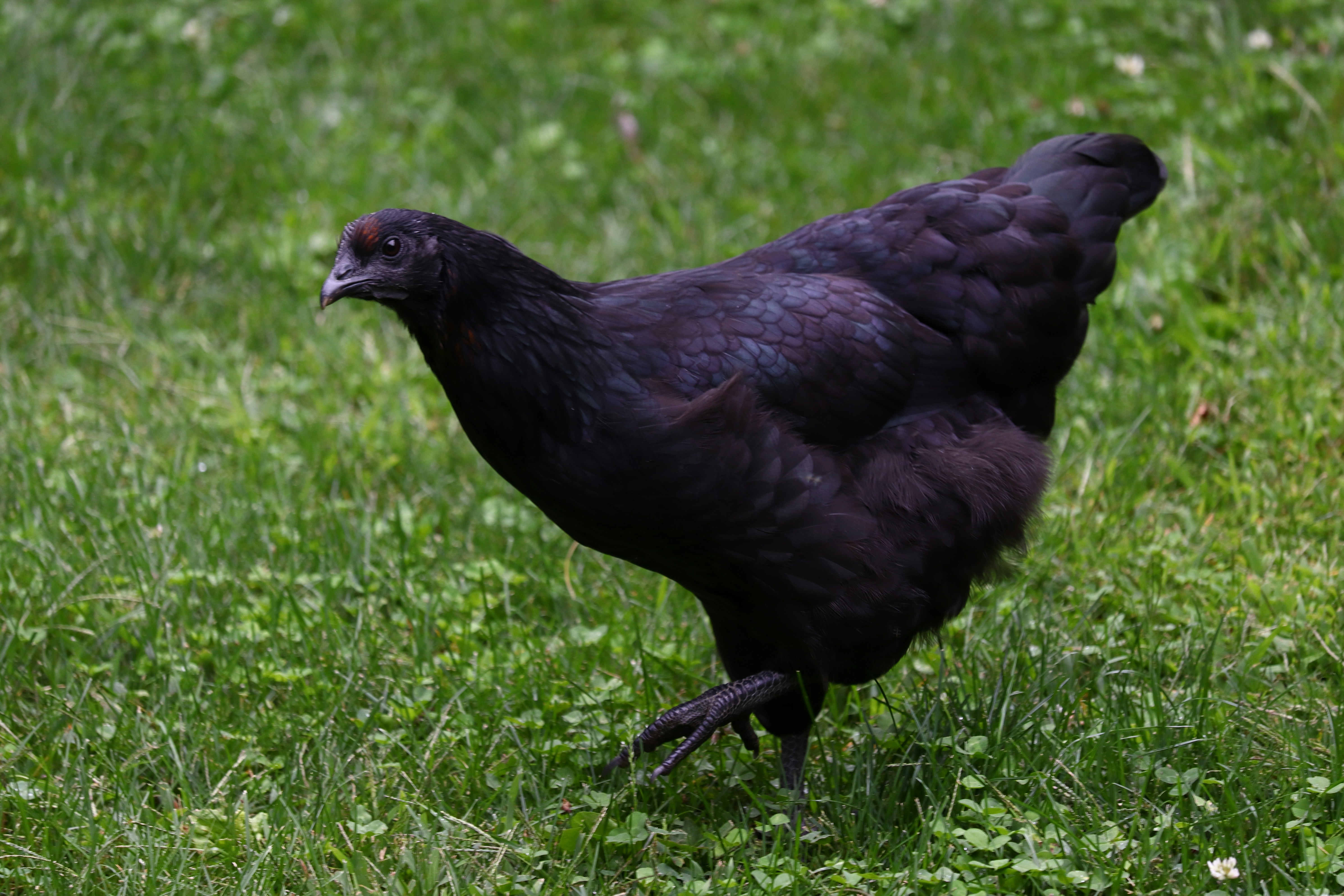 Midnight Strider: The Enigmatic Black Hen