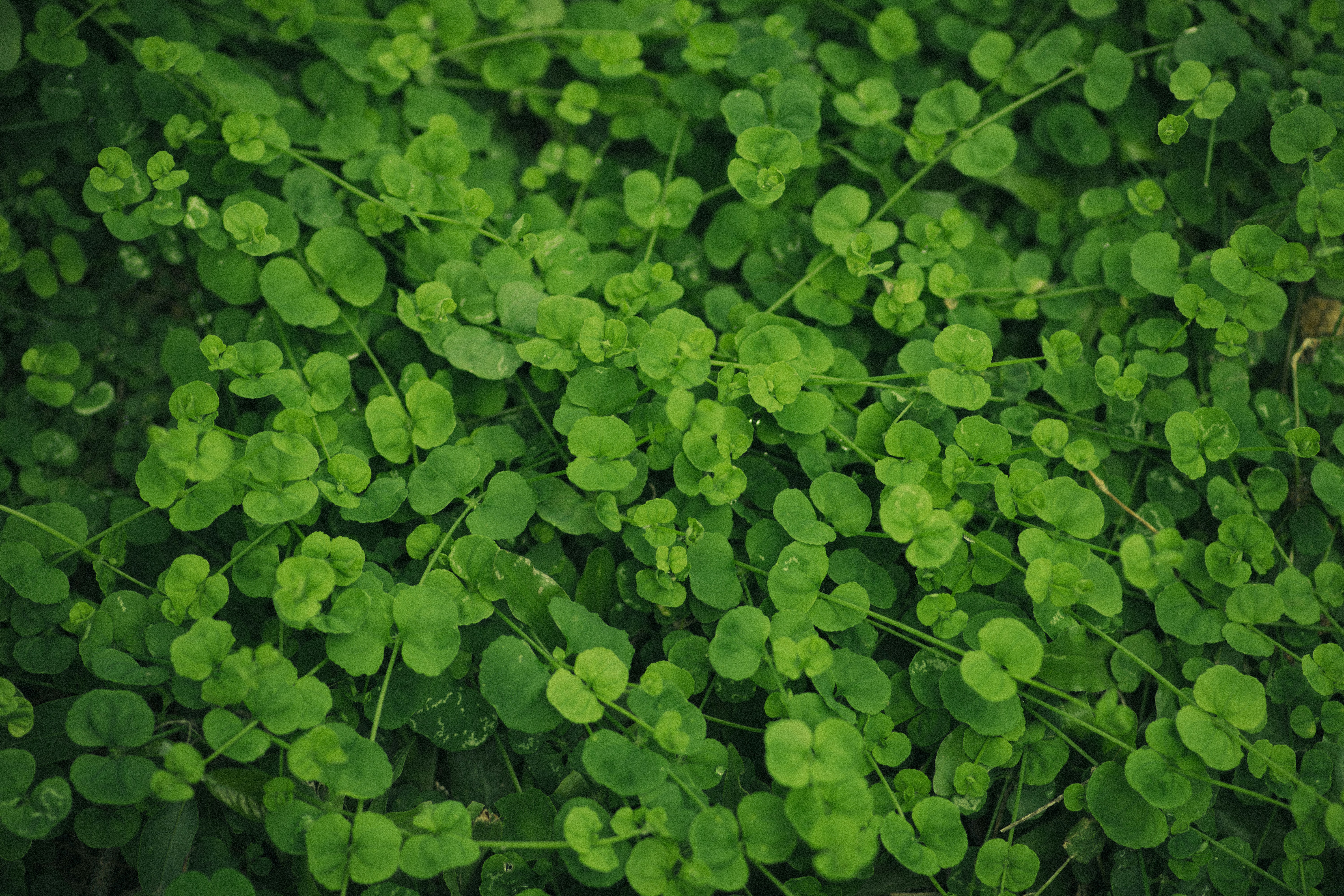 A dense carpet of vibrant green clover leaves.