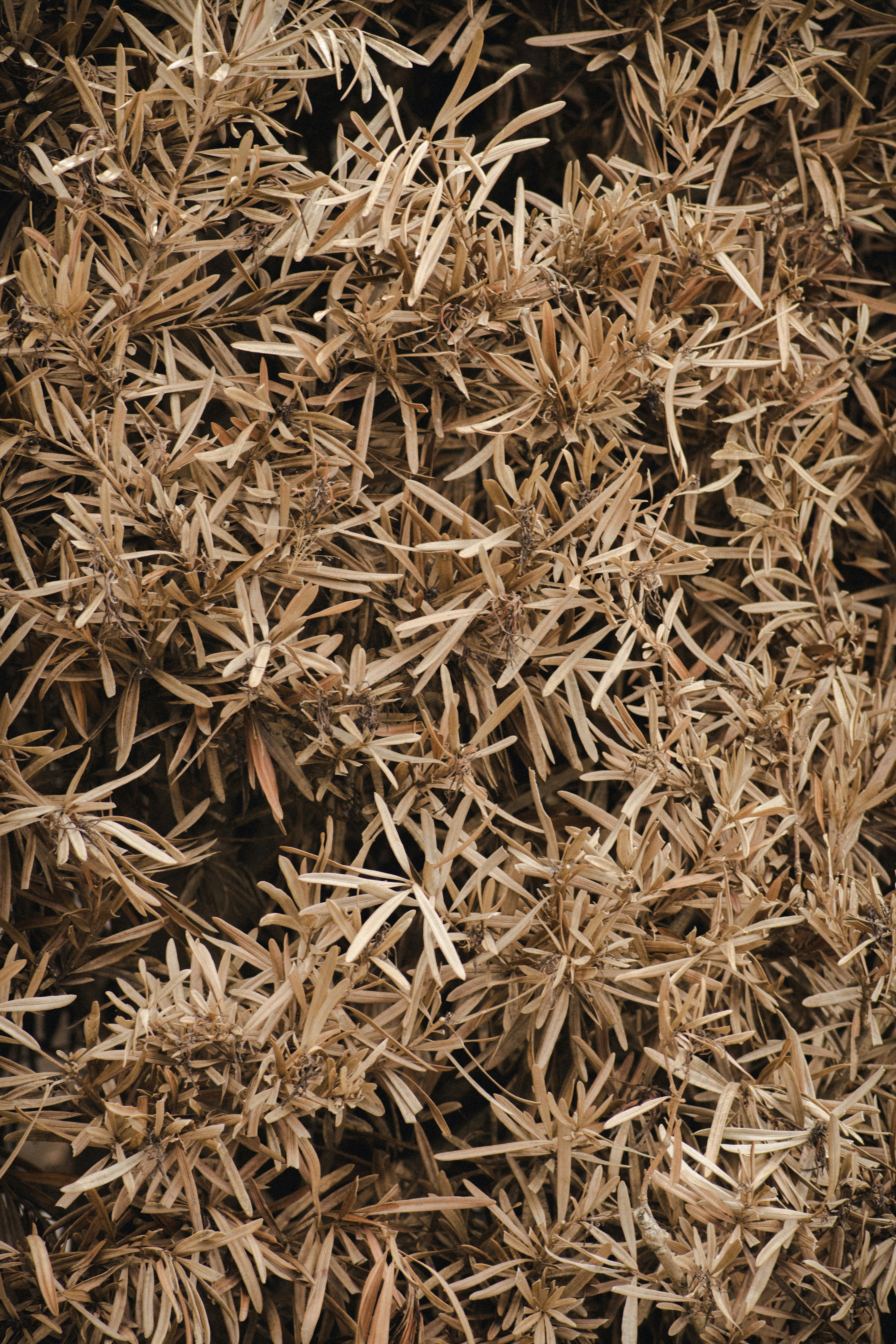 Close-up of dry, brown evergreen needles and pine needles.