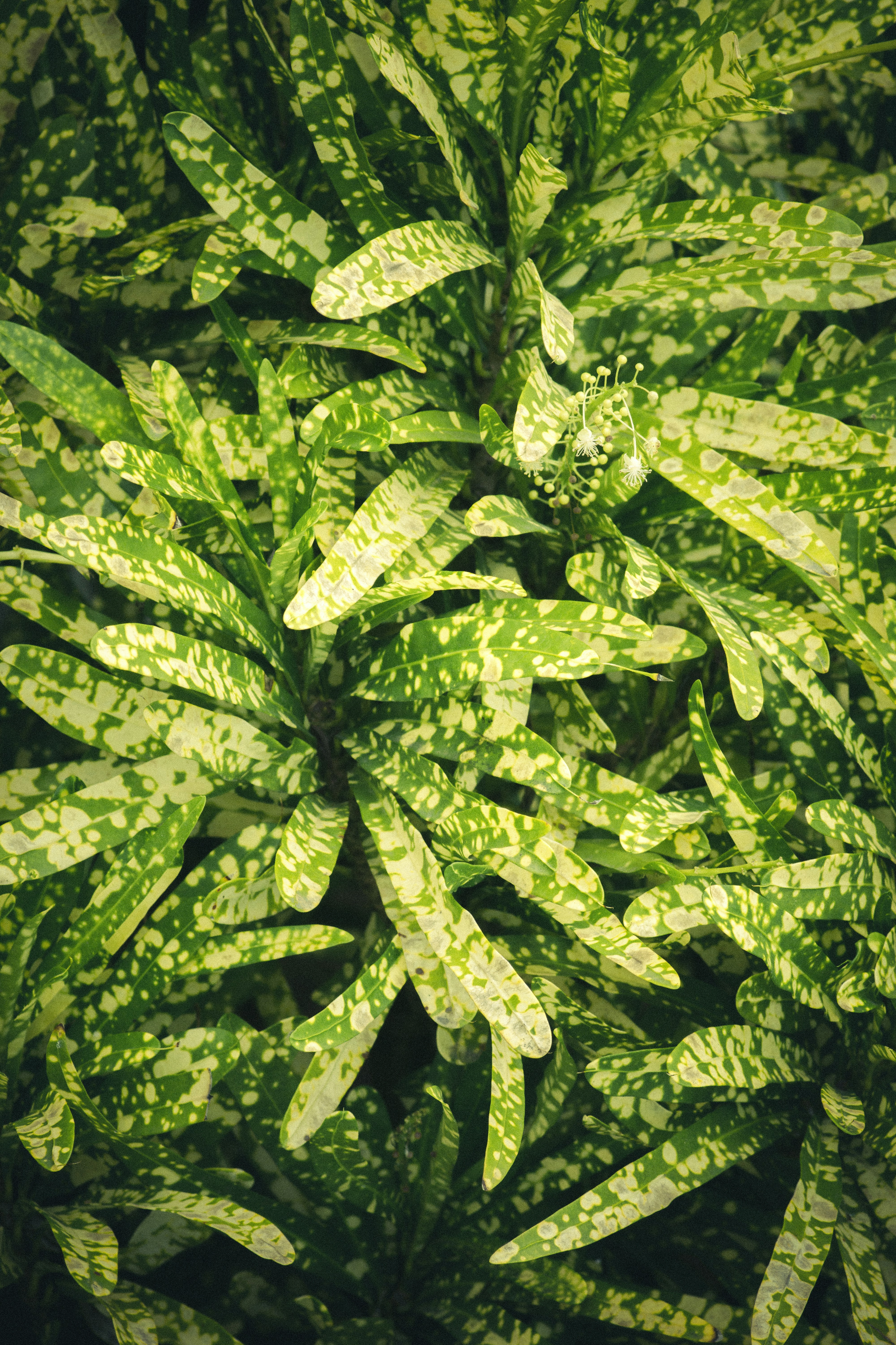 Verdant Mosaic: Nature's Intricate Canvas