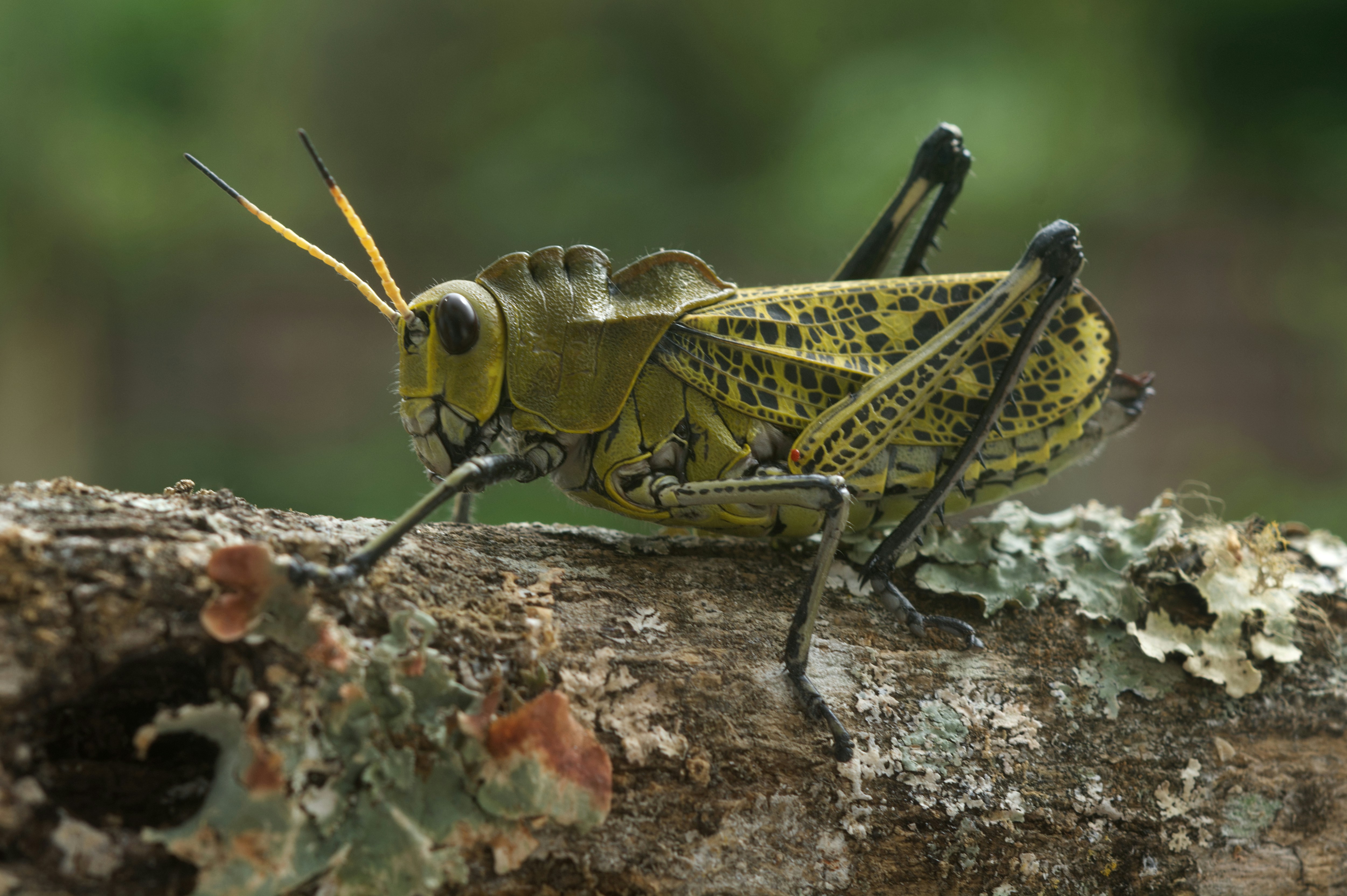 Nature's Intricate Architect: The Grasshopper's Tale