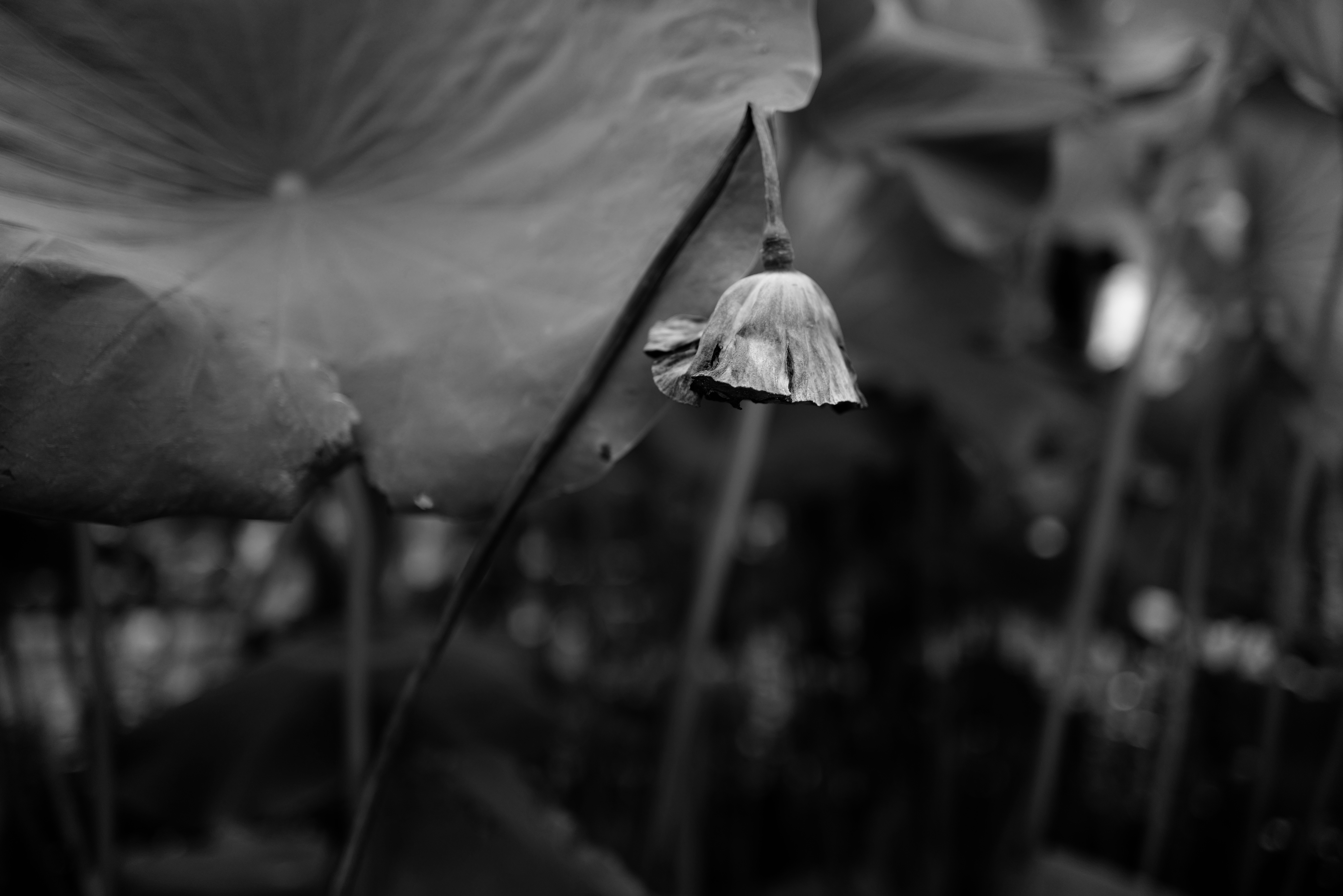 Whispers of Time: The Elegance of Decay