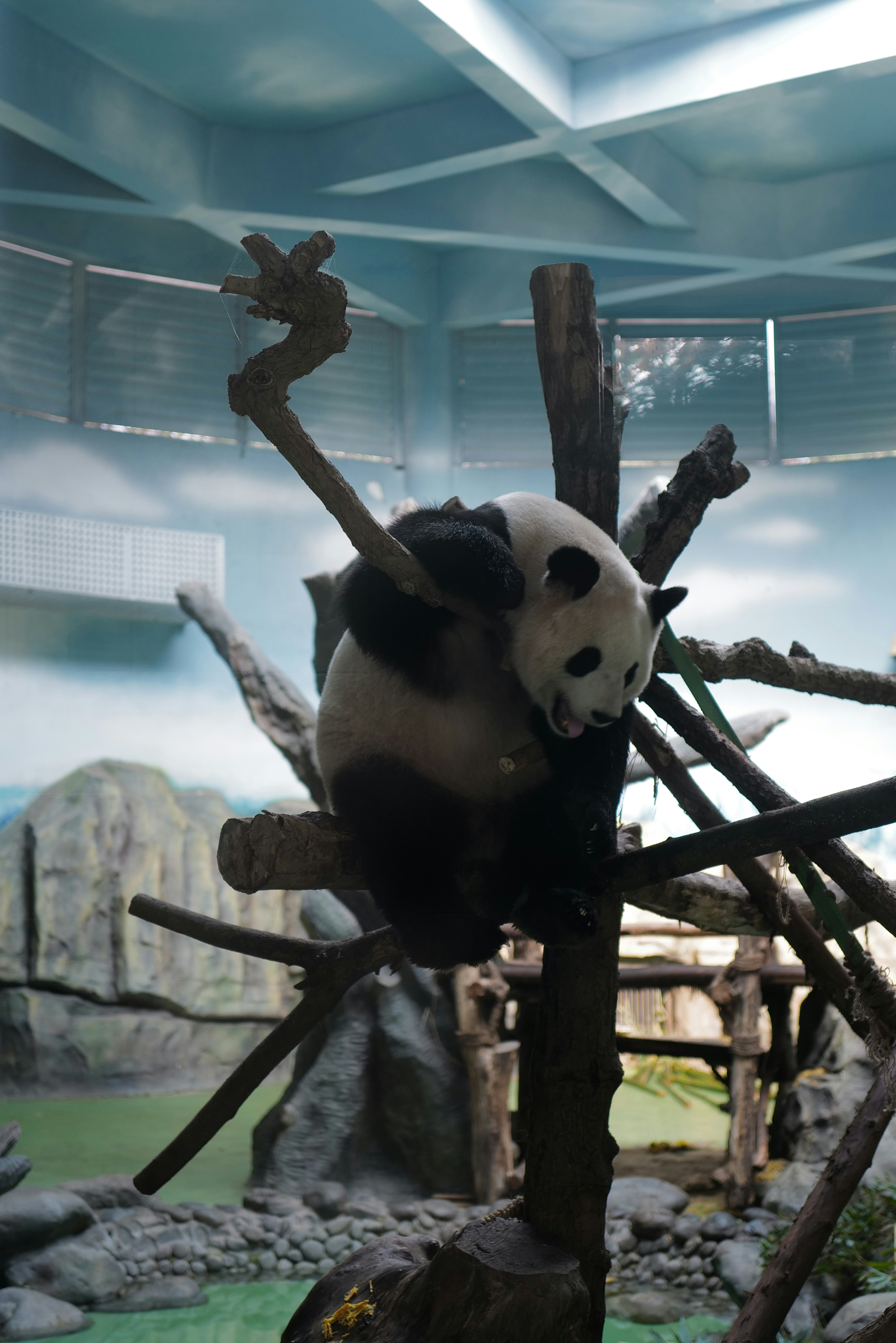 Panda's Playful Ascent: A Climb to Curiosity