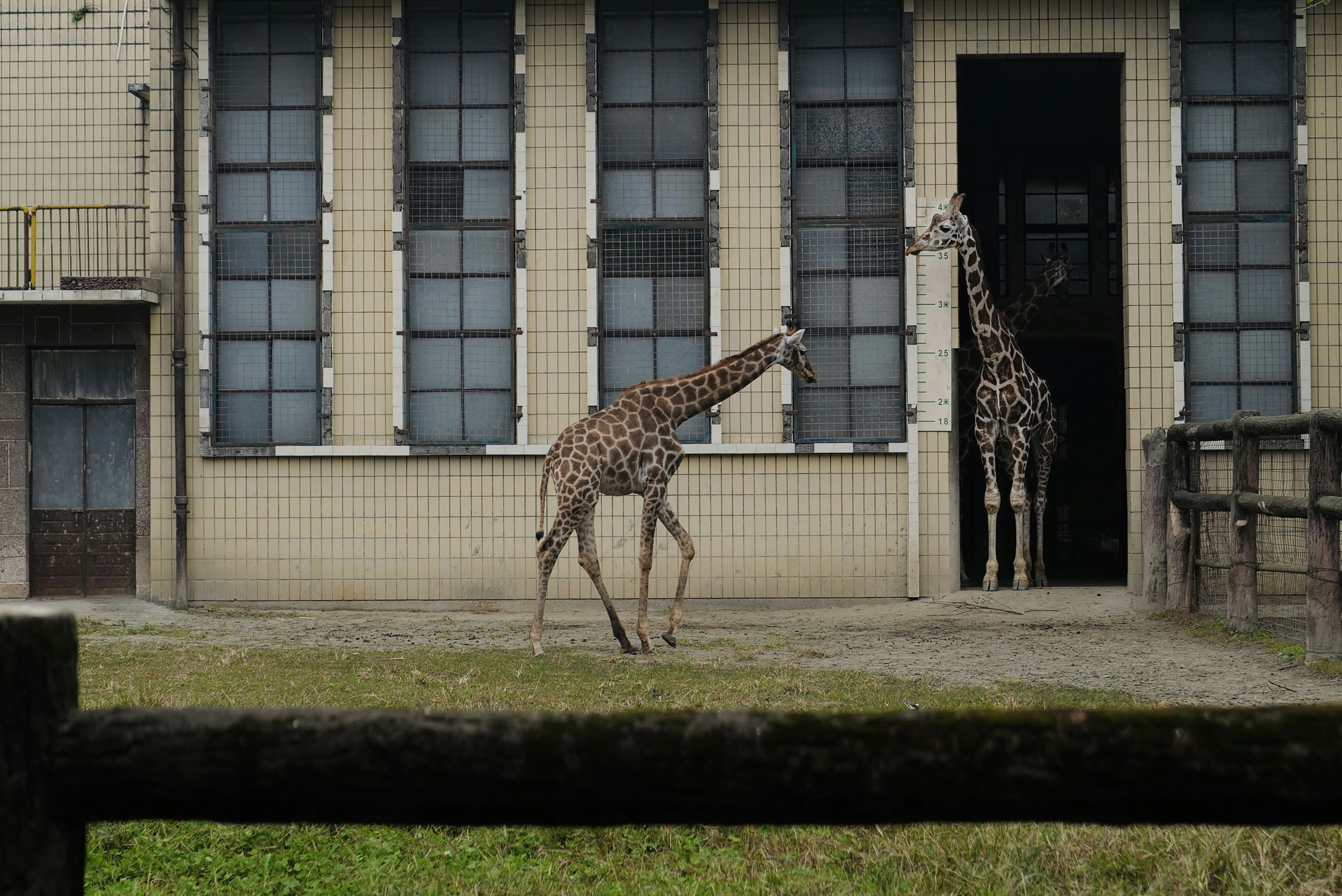 Giraffes in Quiet Contemplation