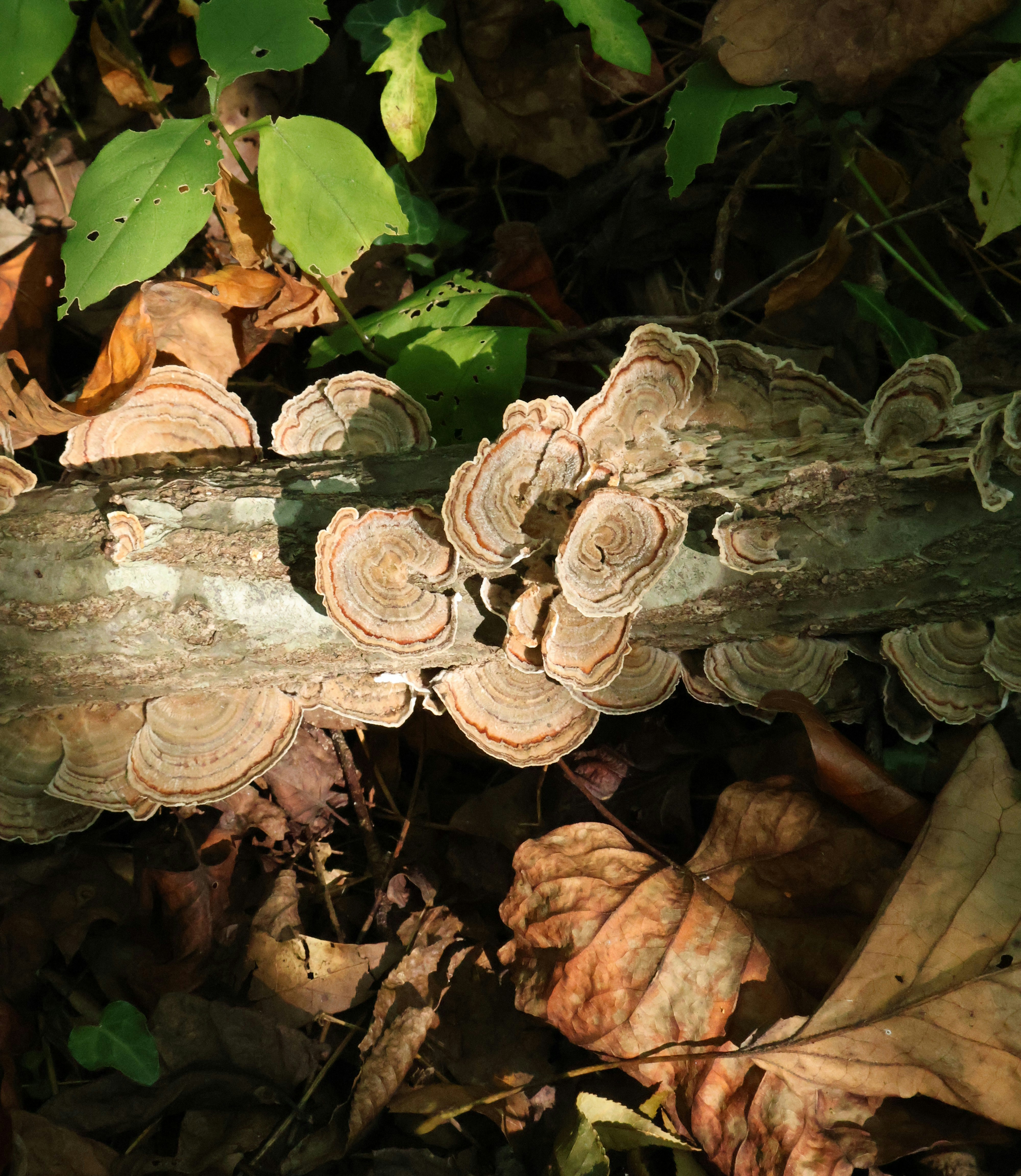 Nature's Intricate Layering
