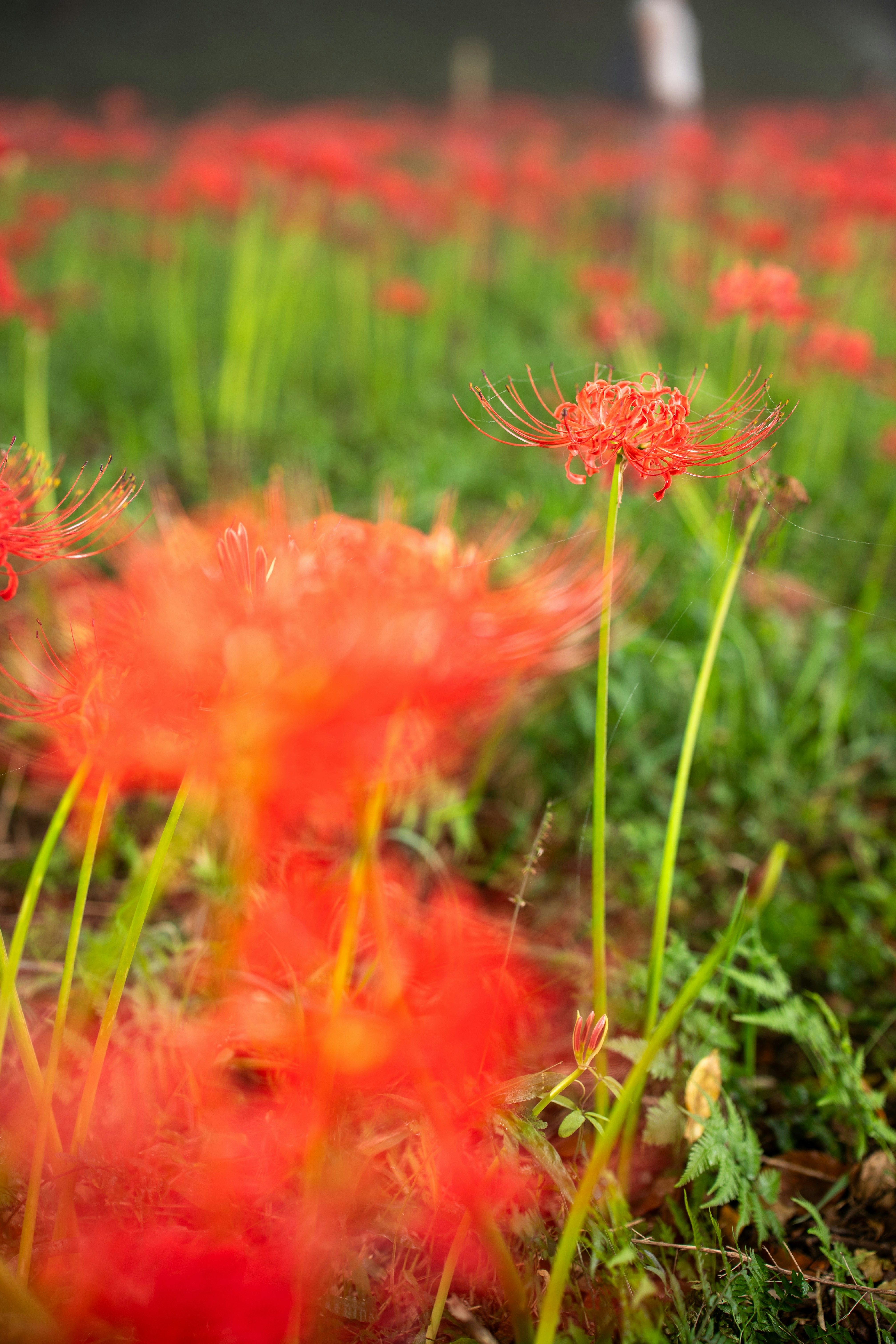 Crimson Whispers in a Sea of Red