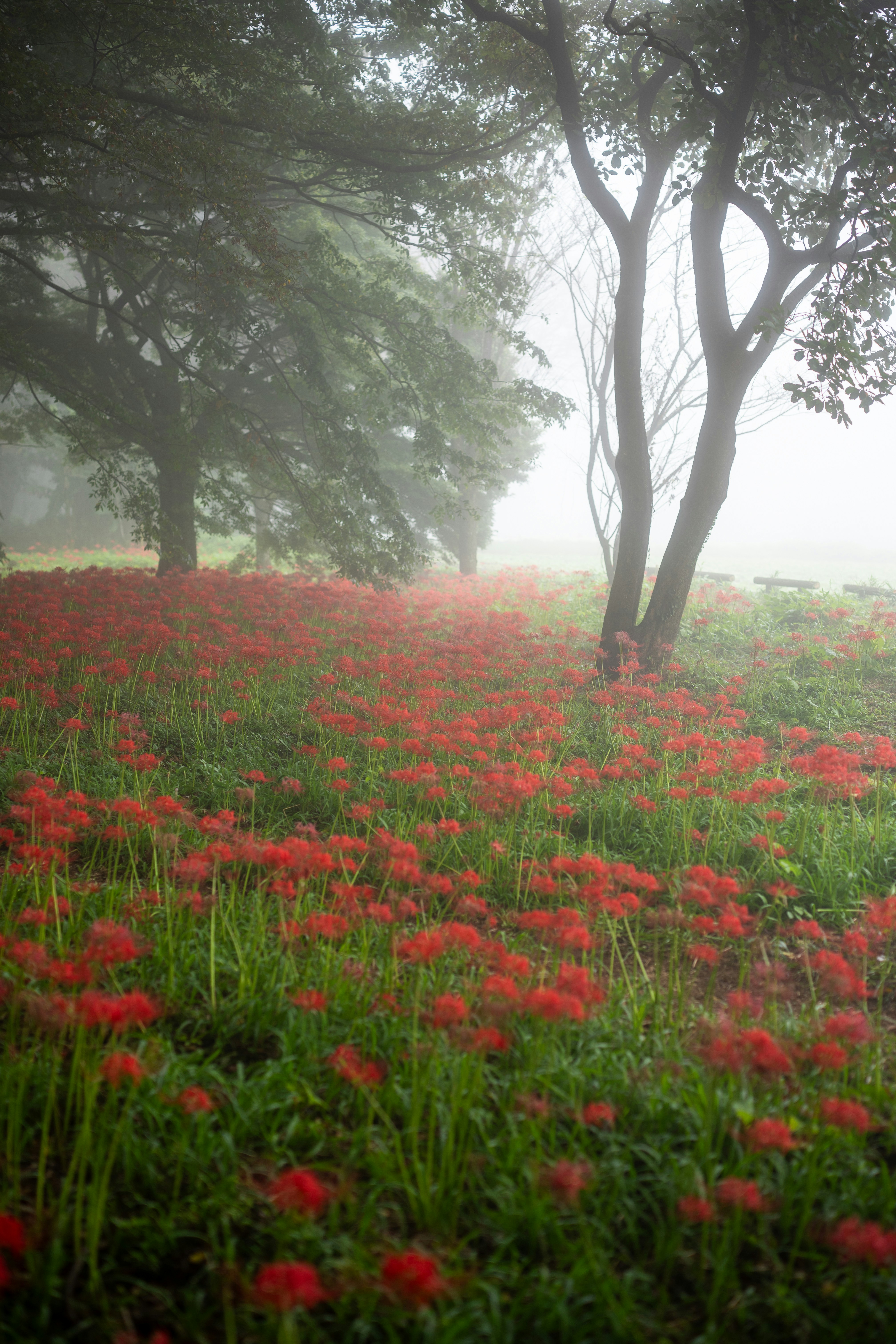 Field of red spider lilies with trees in fog.