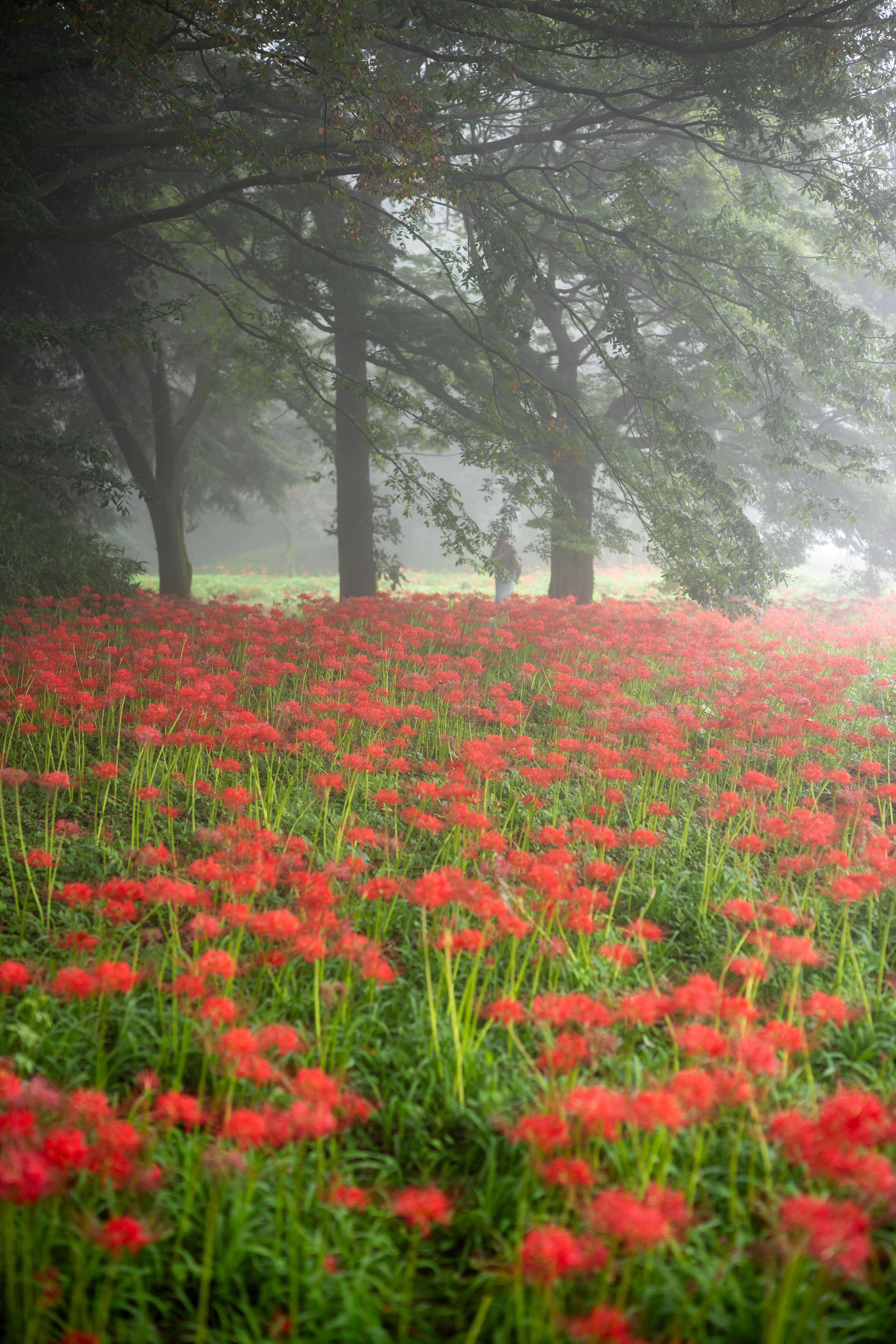 Crimson Meadow in the Mist: A Quiet Figure Beneath the Canopy