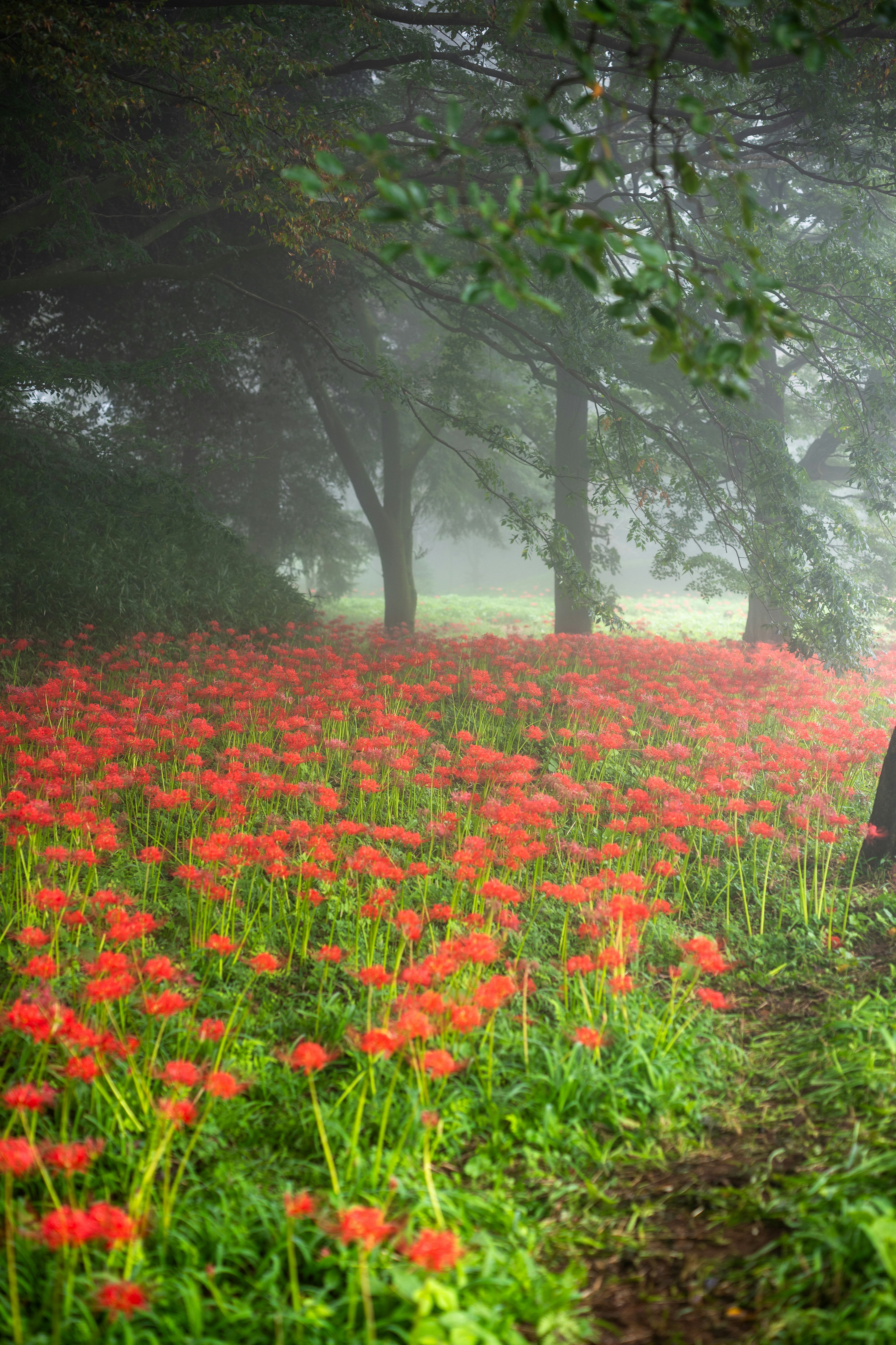 Field of red spider lilies in a foggy forest