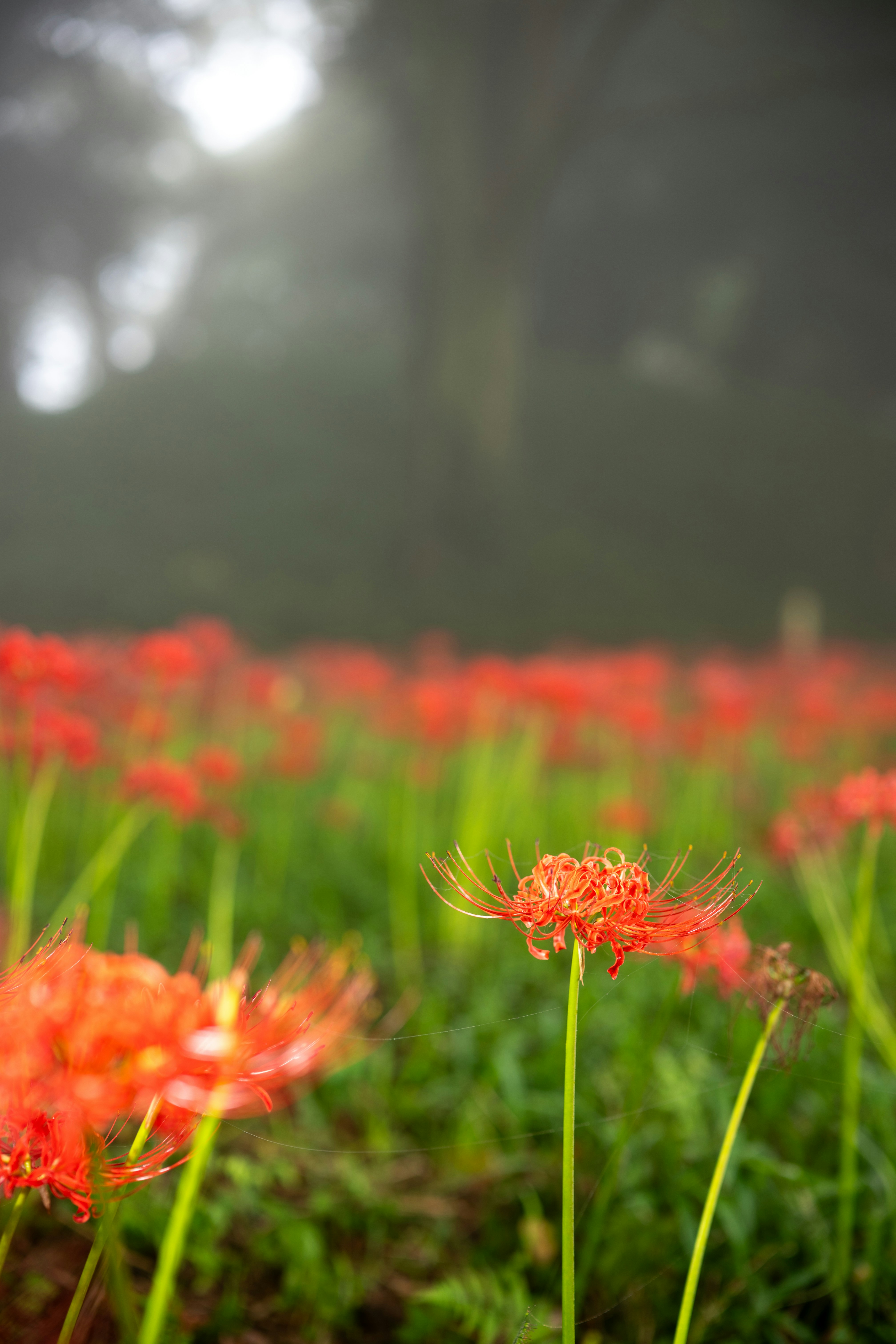 Crimson Spider-Lilies: Field of Fire in Soft Morning Mist
