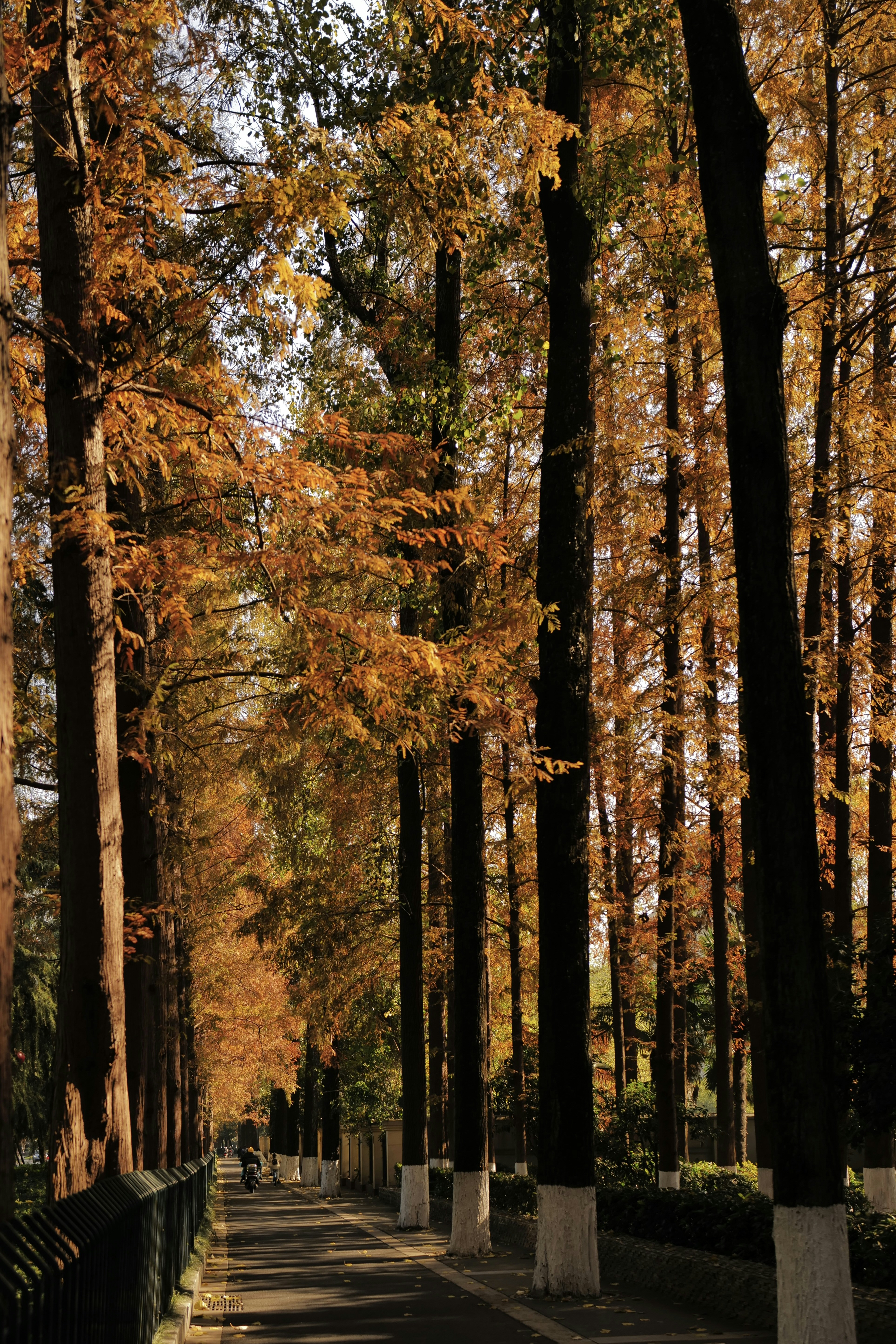 Autumn's Embrace: A Canopy of Gold