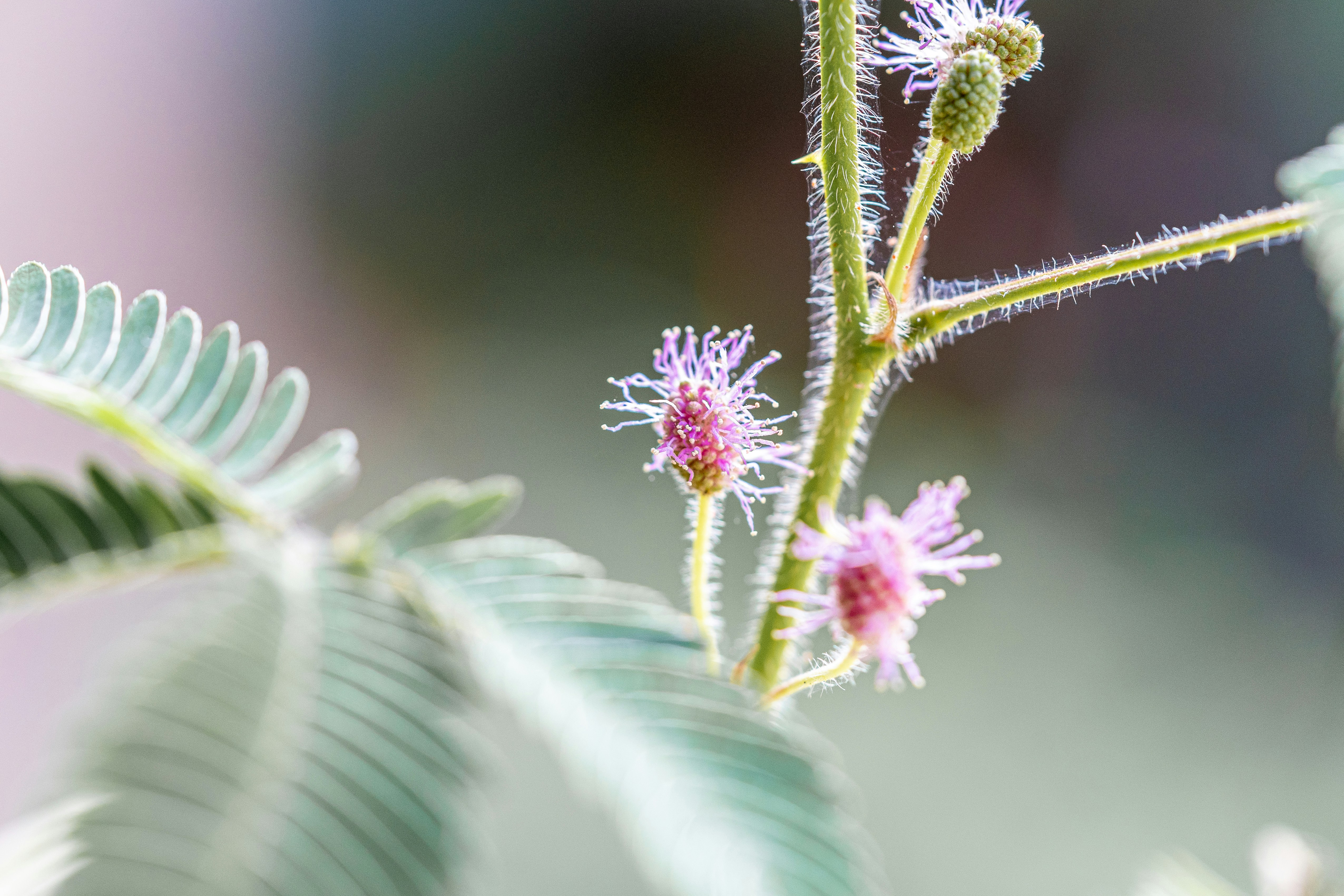 Mimosa pudica | Delicate pink flowers on a fuzzy green stem