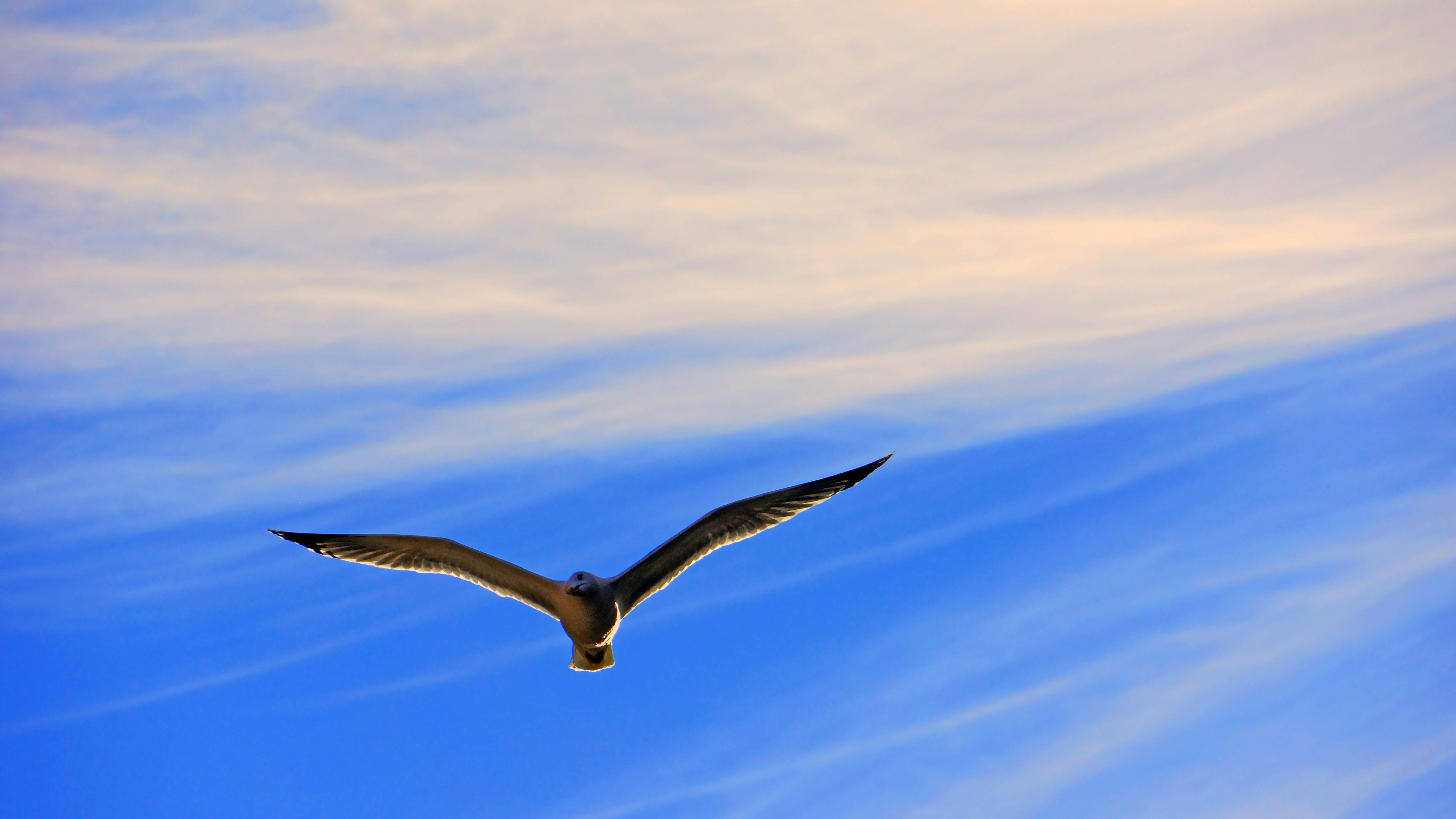 A seagull flies across a bright blue sky.