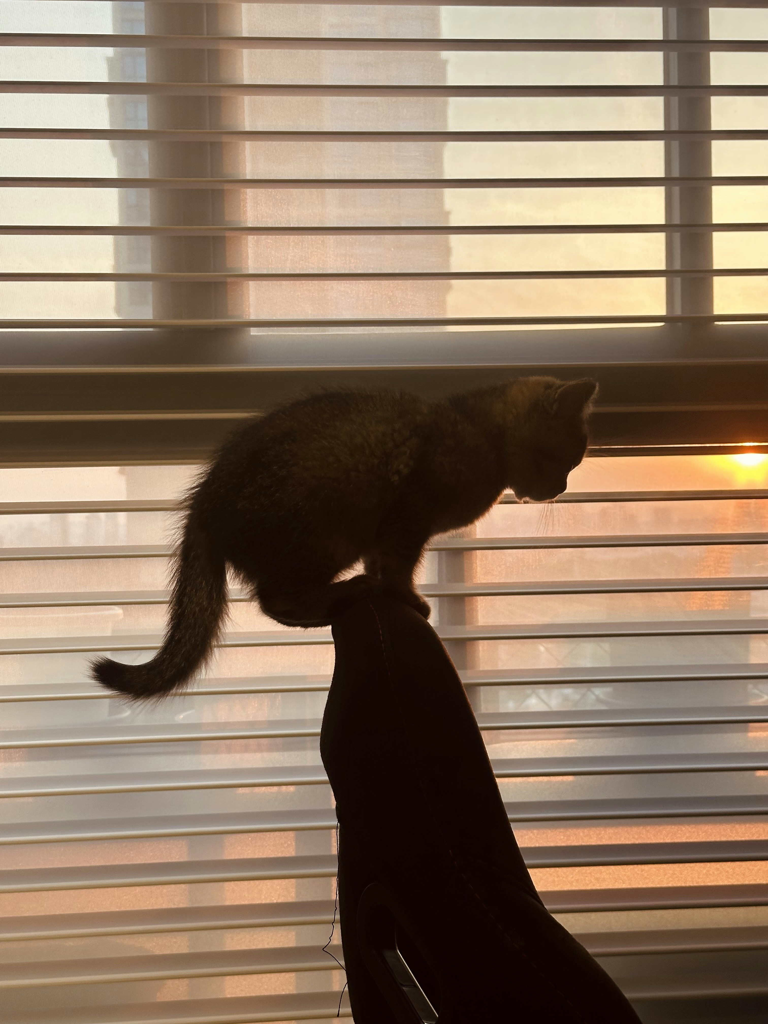 Whiskers at Dusk: A Feline's Perch