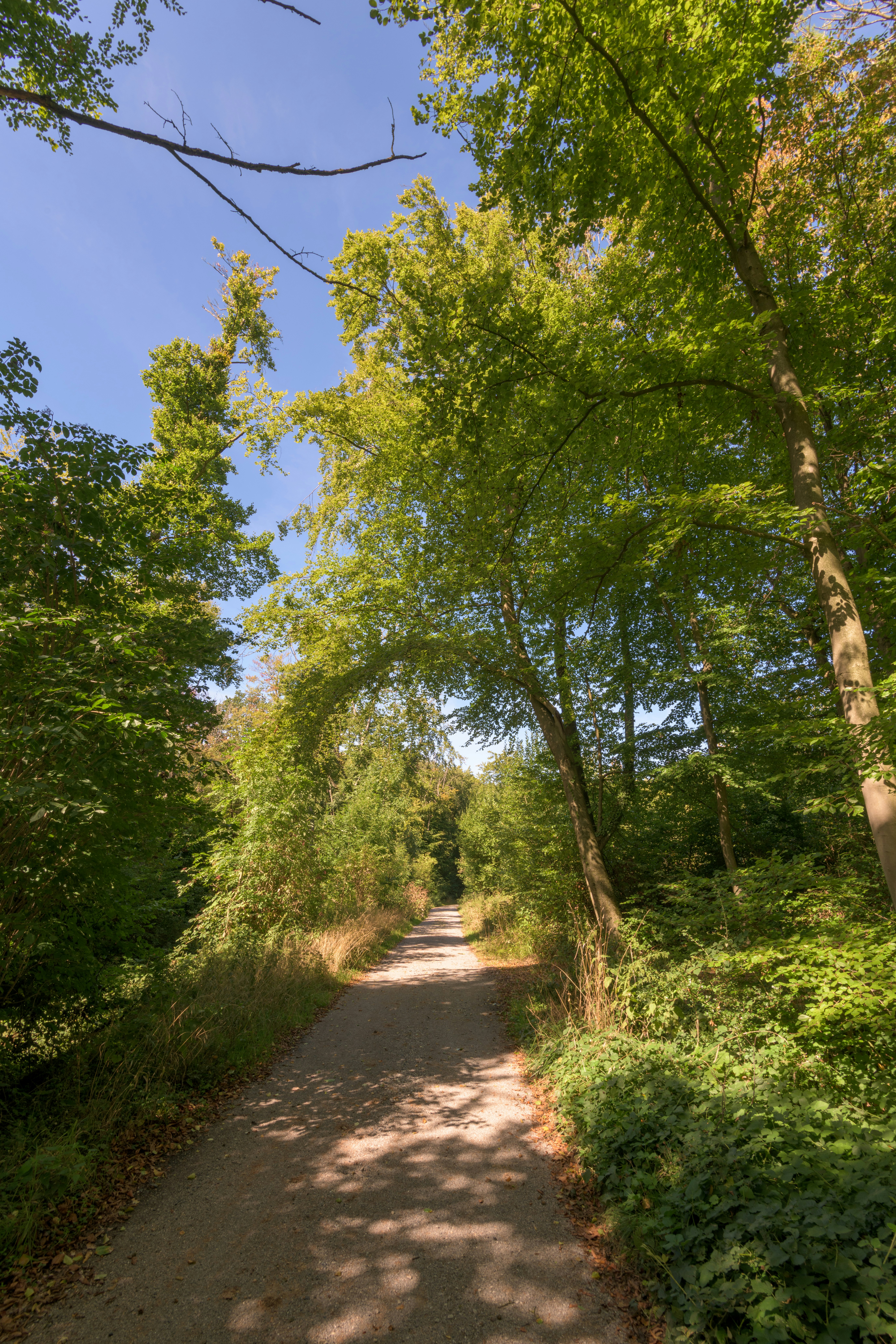 A dirt path winds through a sun-dappled forest.