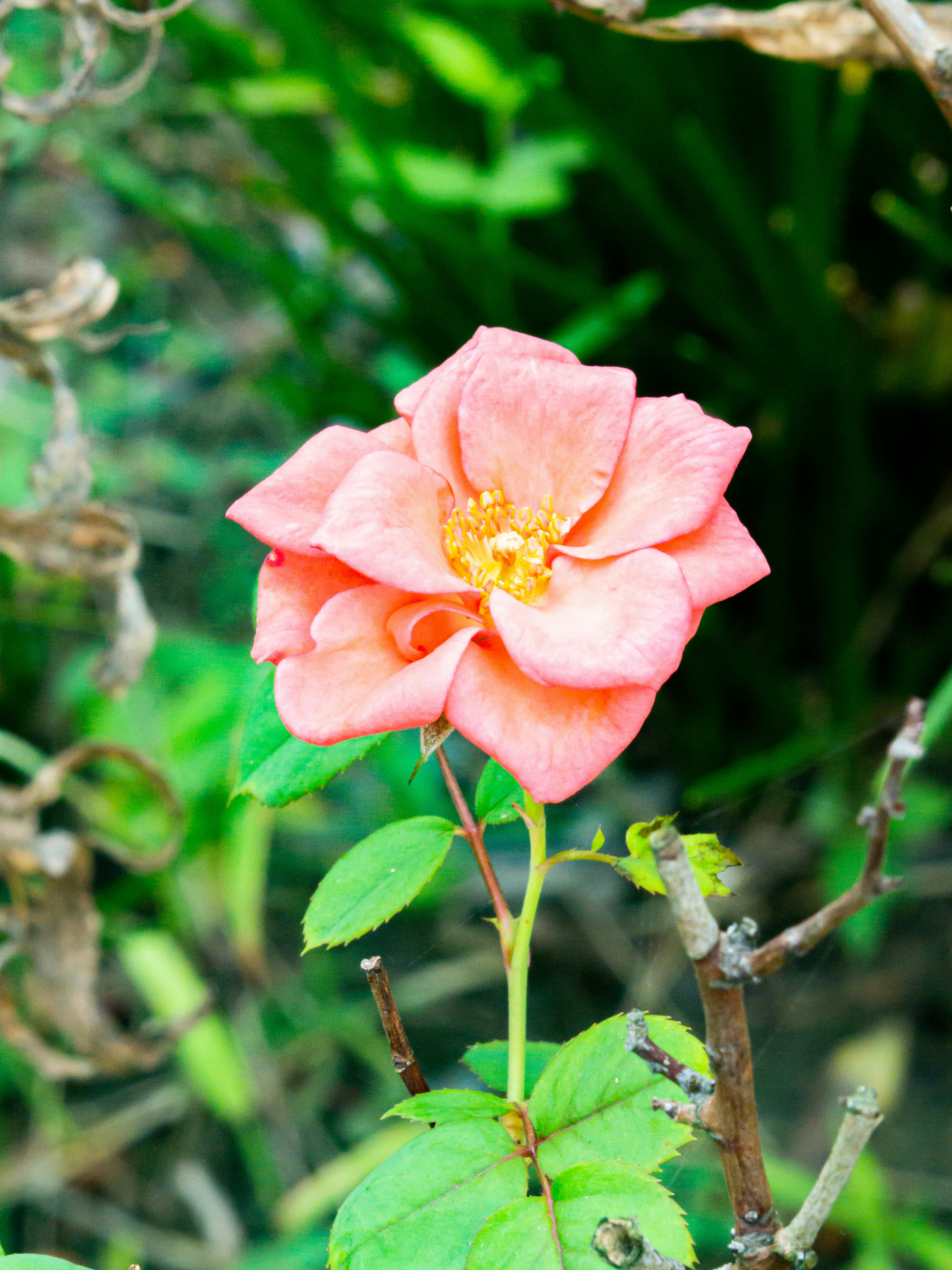 OLYMPUS DIGITAL CAMERA | A single pink rose blooms in a garden.