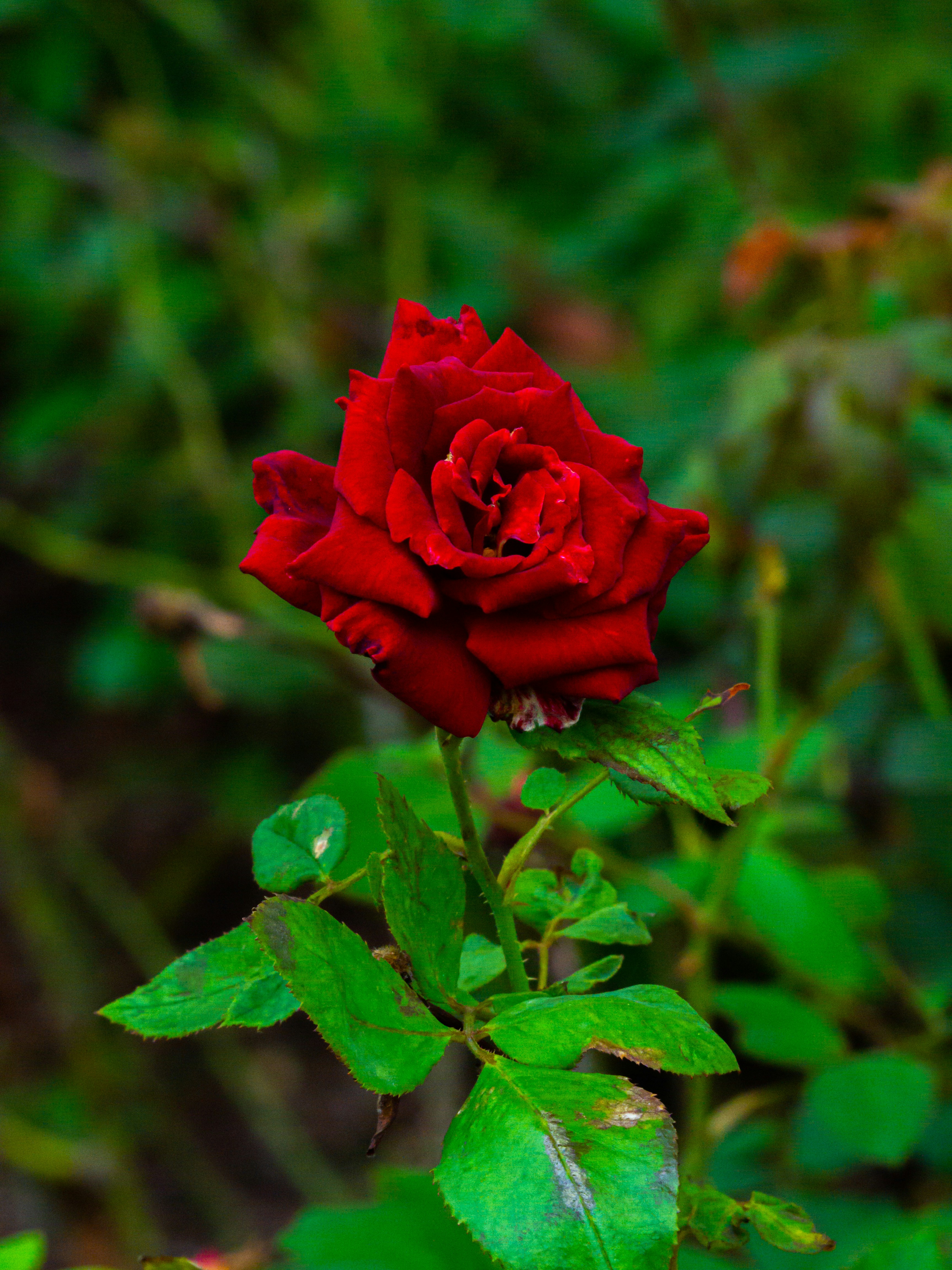 OLYMPUS DIGITAL CAMERA | A single red rose blooms in a garden.