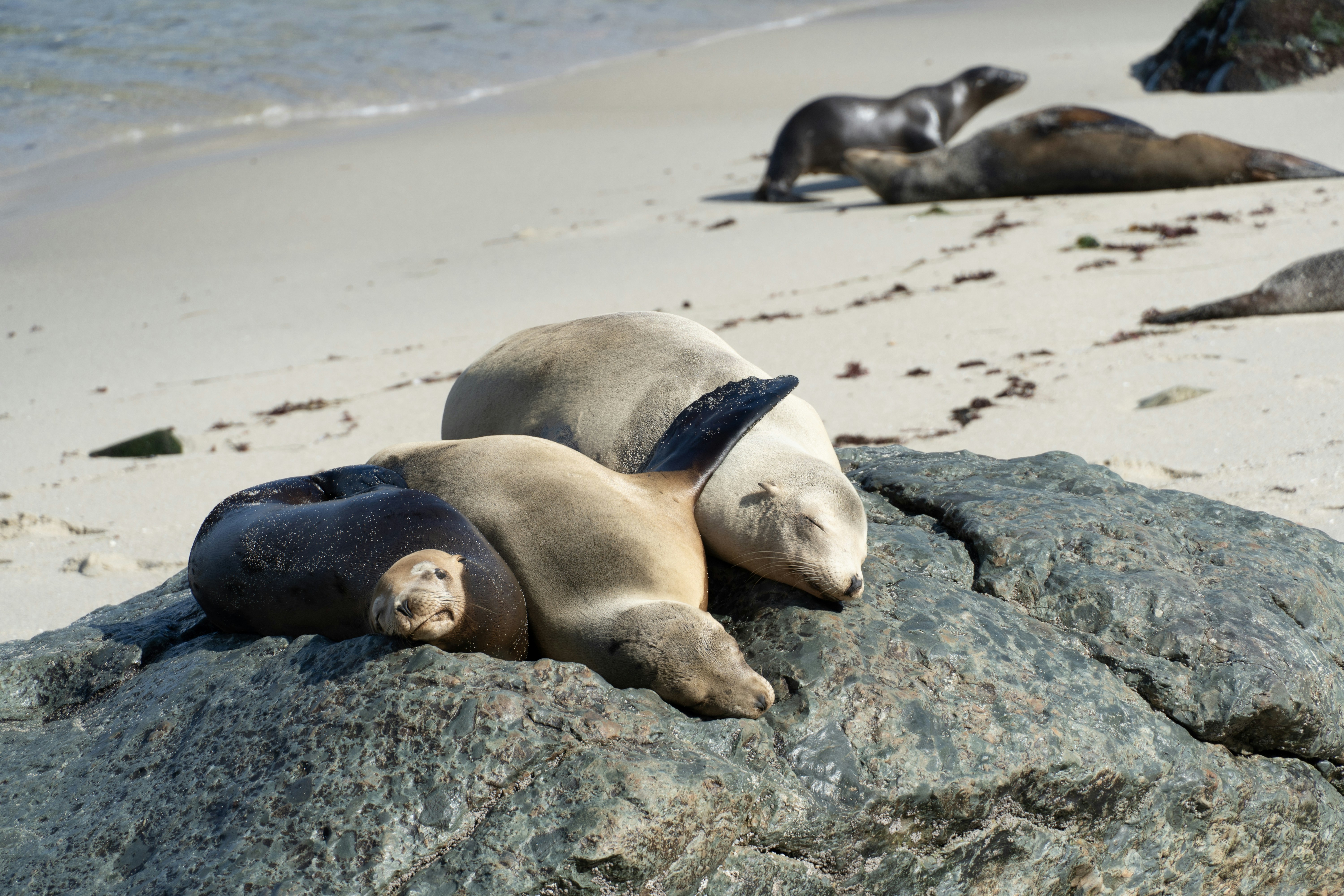 Take a nap with these lovely guys
