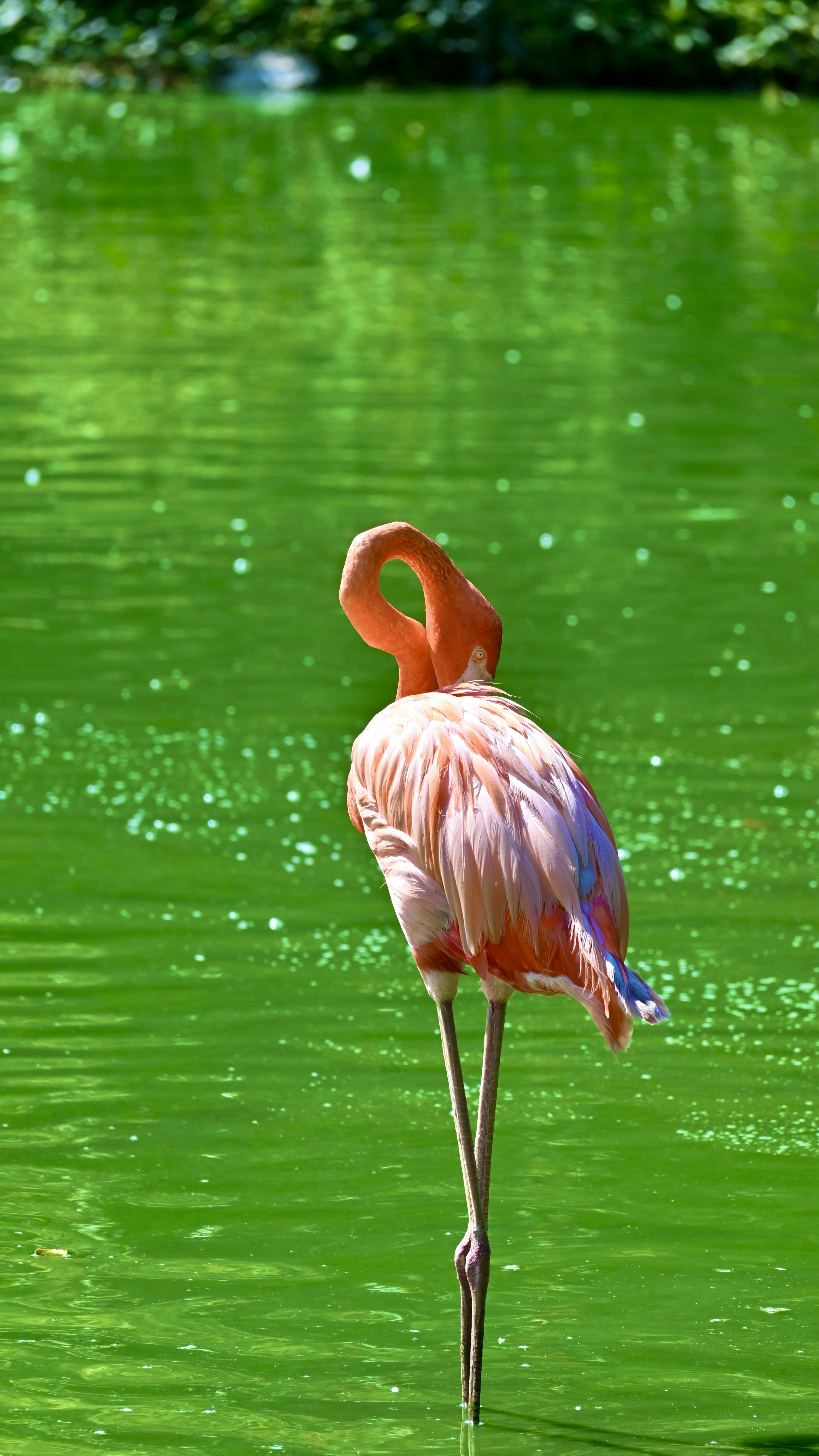 Elegance in Stillness: The Flamingo's Reflection