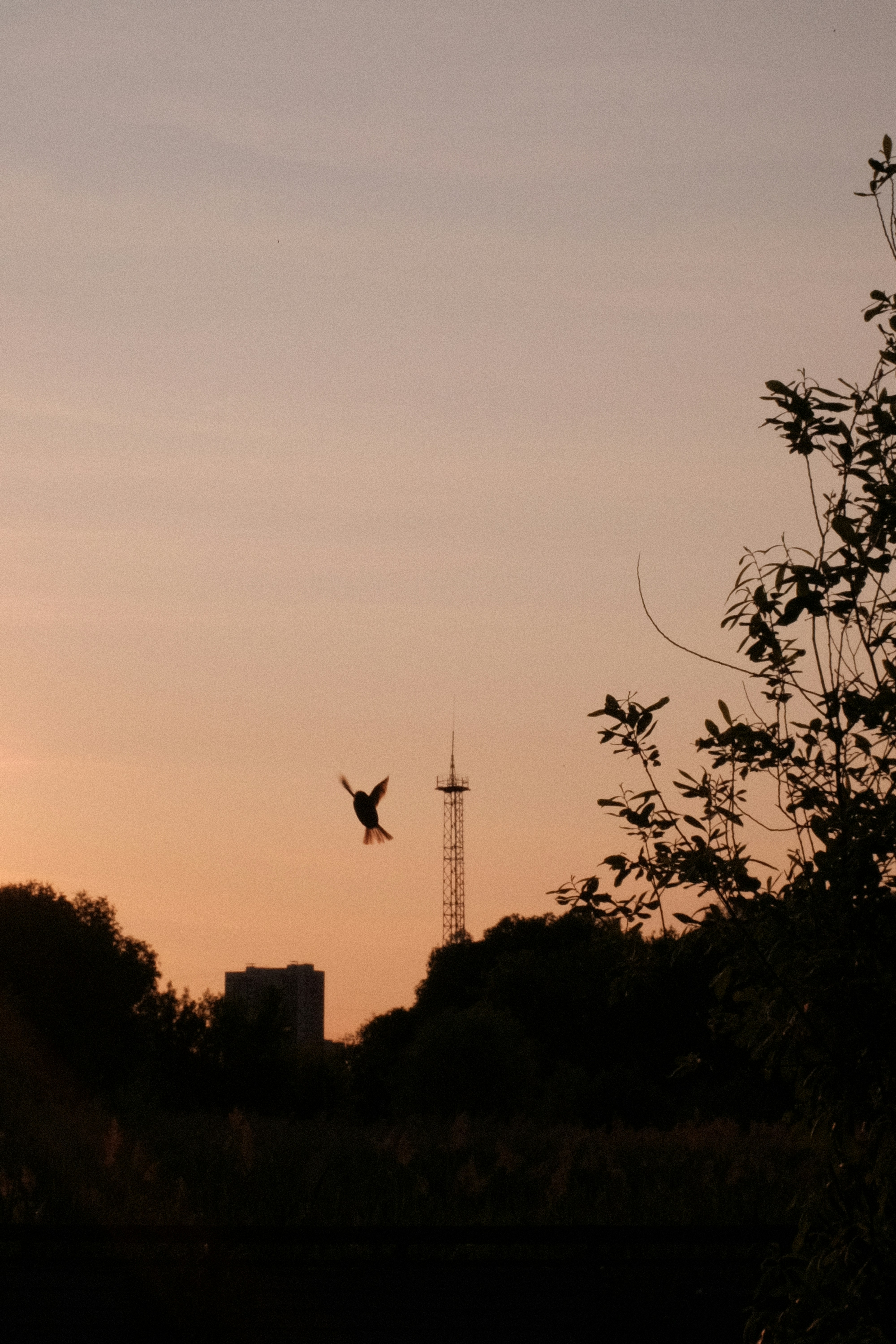 Dusk Dance of the Hummingbird