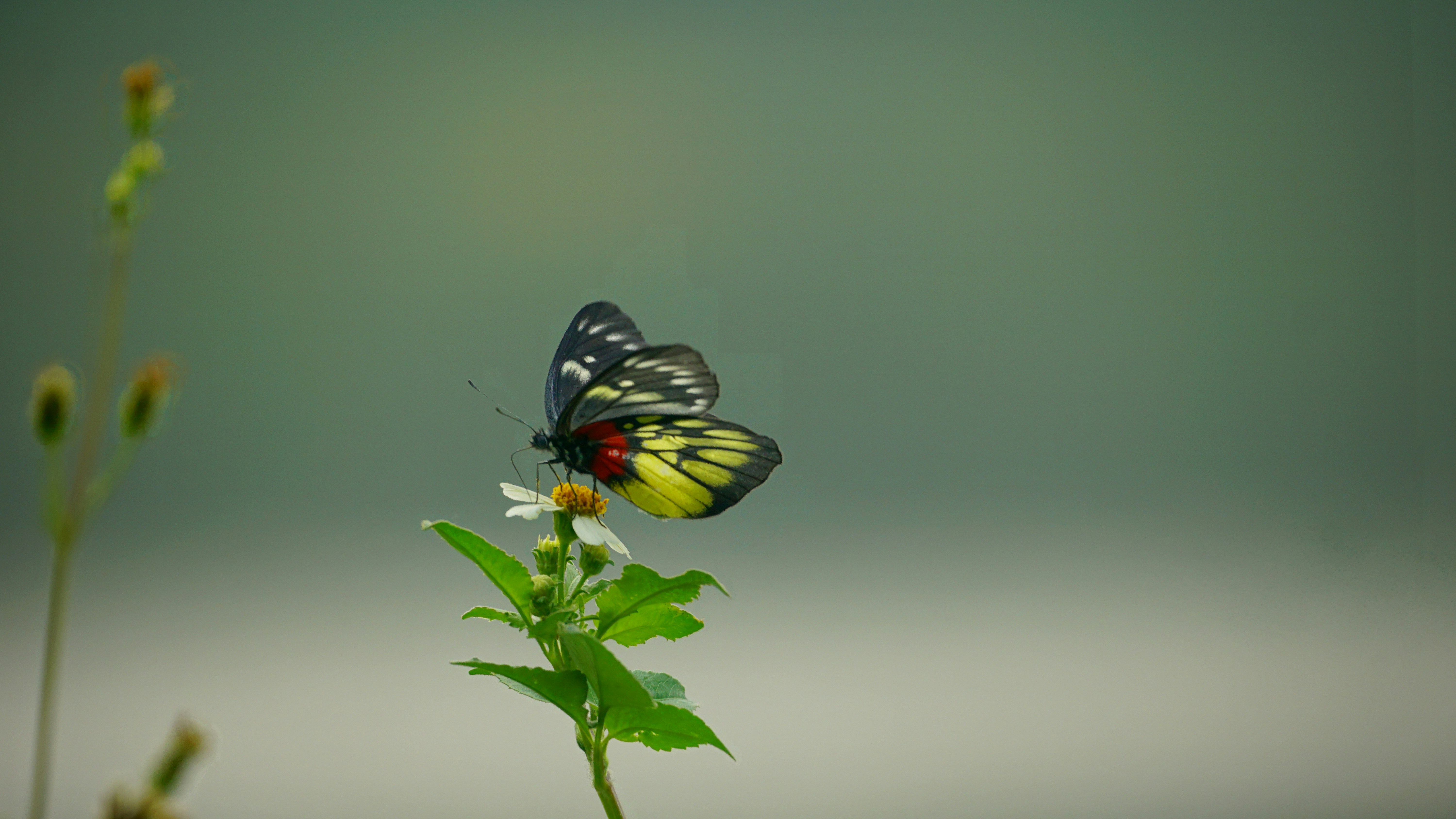 Nature's Delicate Dance: A Butterfly's Embrace