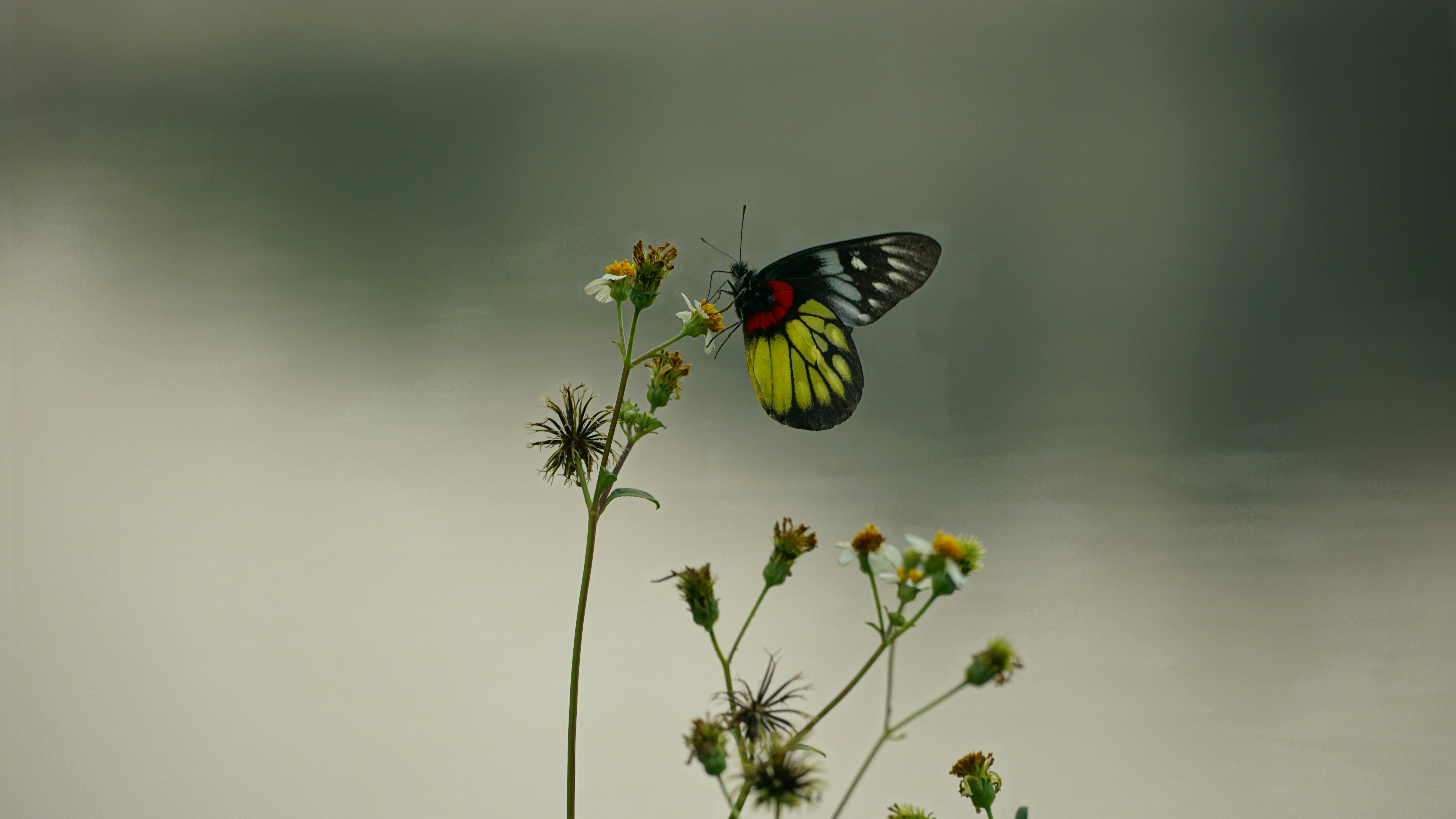 Whispers of Nature: A Butterfly's Dance