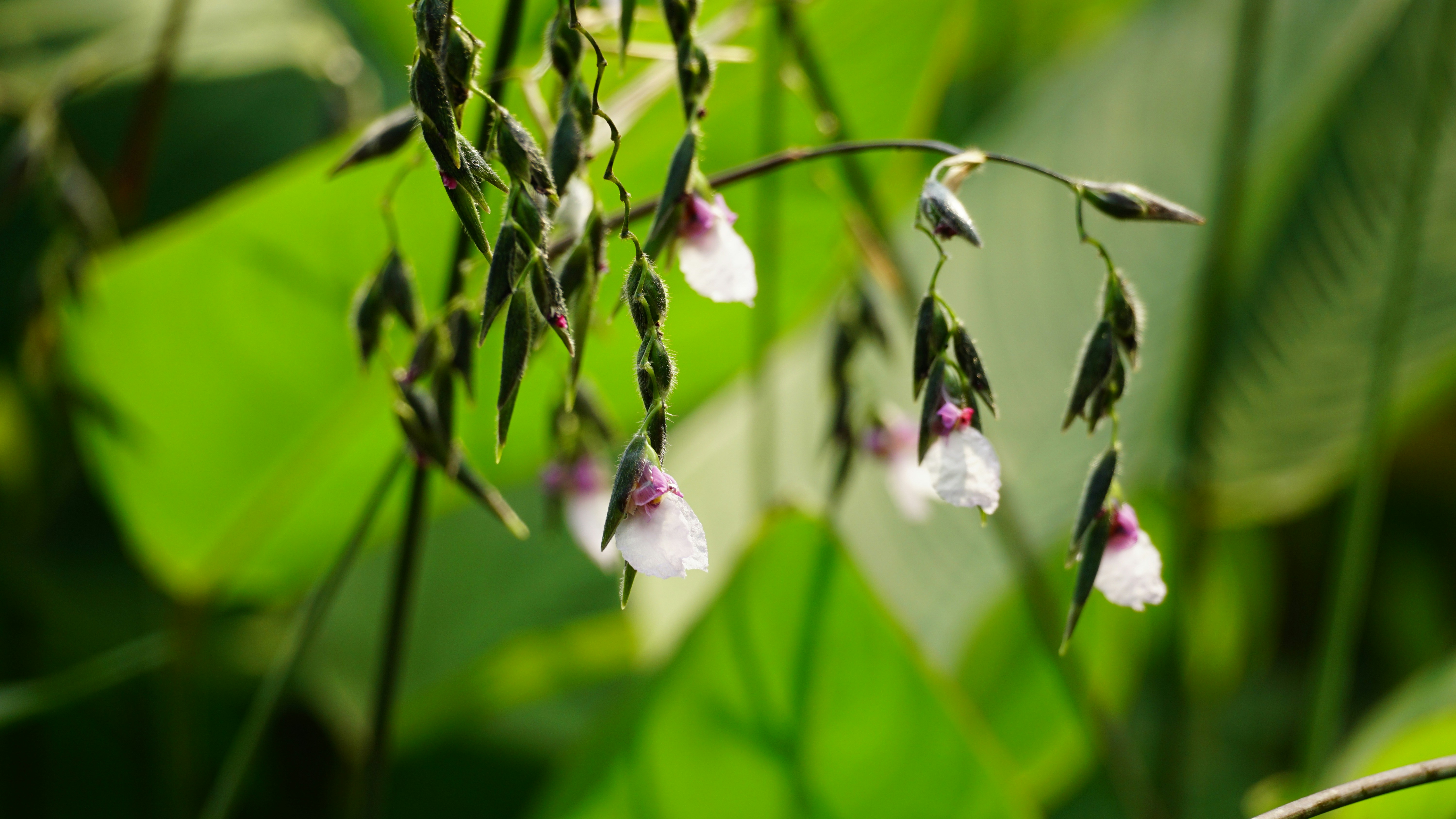 Dangling orchid bells in a sunlit greenscape