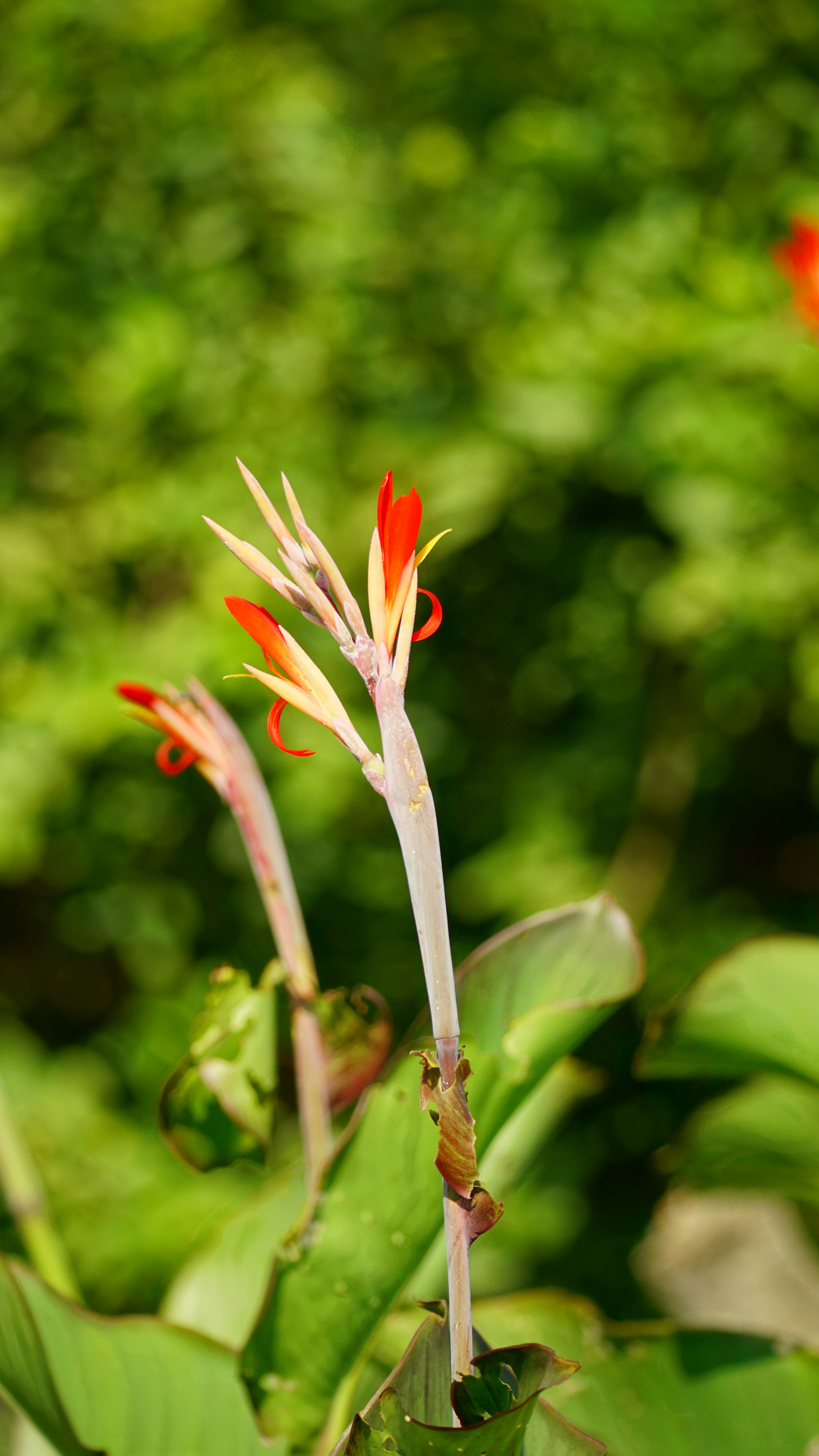 Crimson Heliconia Spikes Against a Velvet Green Blur