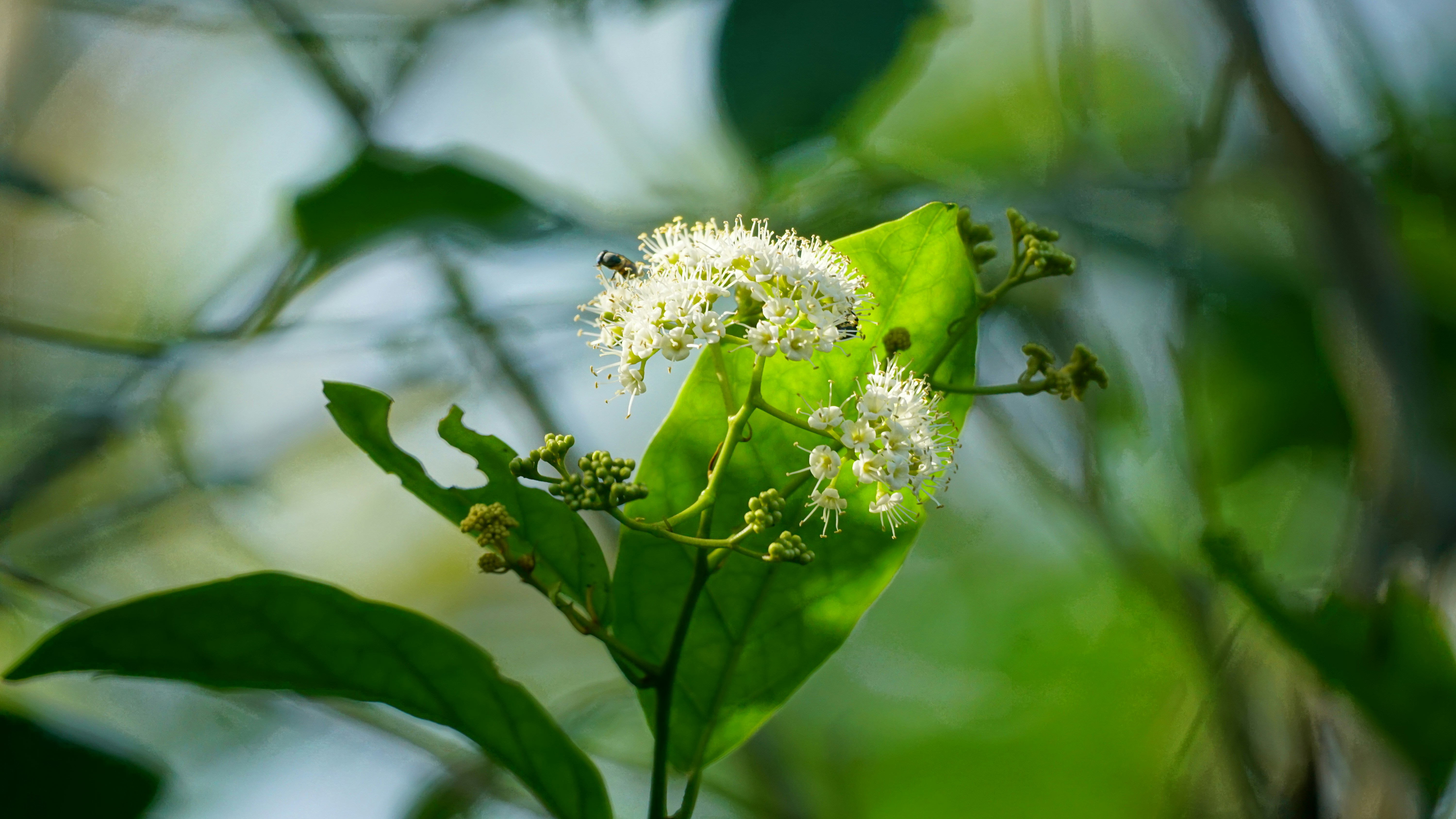 White Bloom Necklace Amid Emerald Bokeh