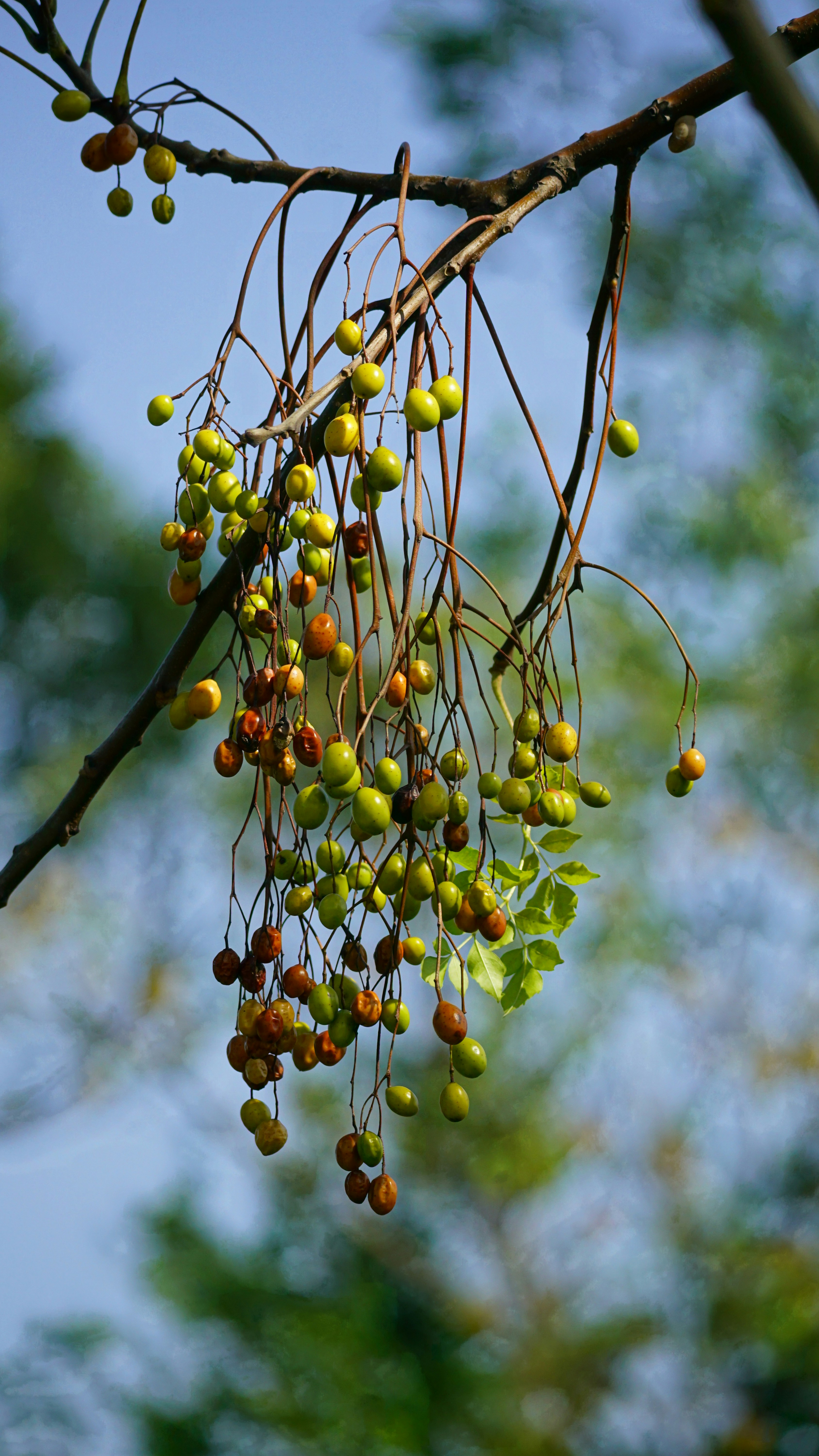 Hanging Beads: Sunlit Berries Draped from a Delicate Vine