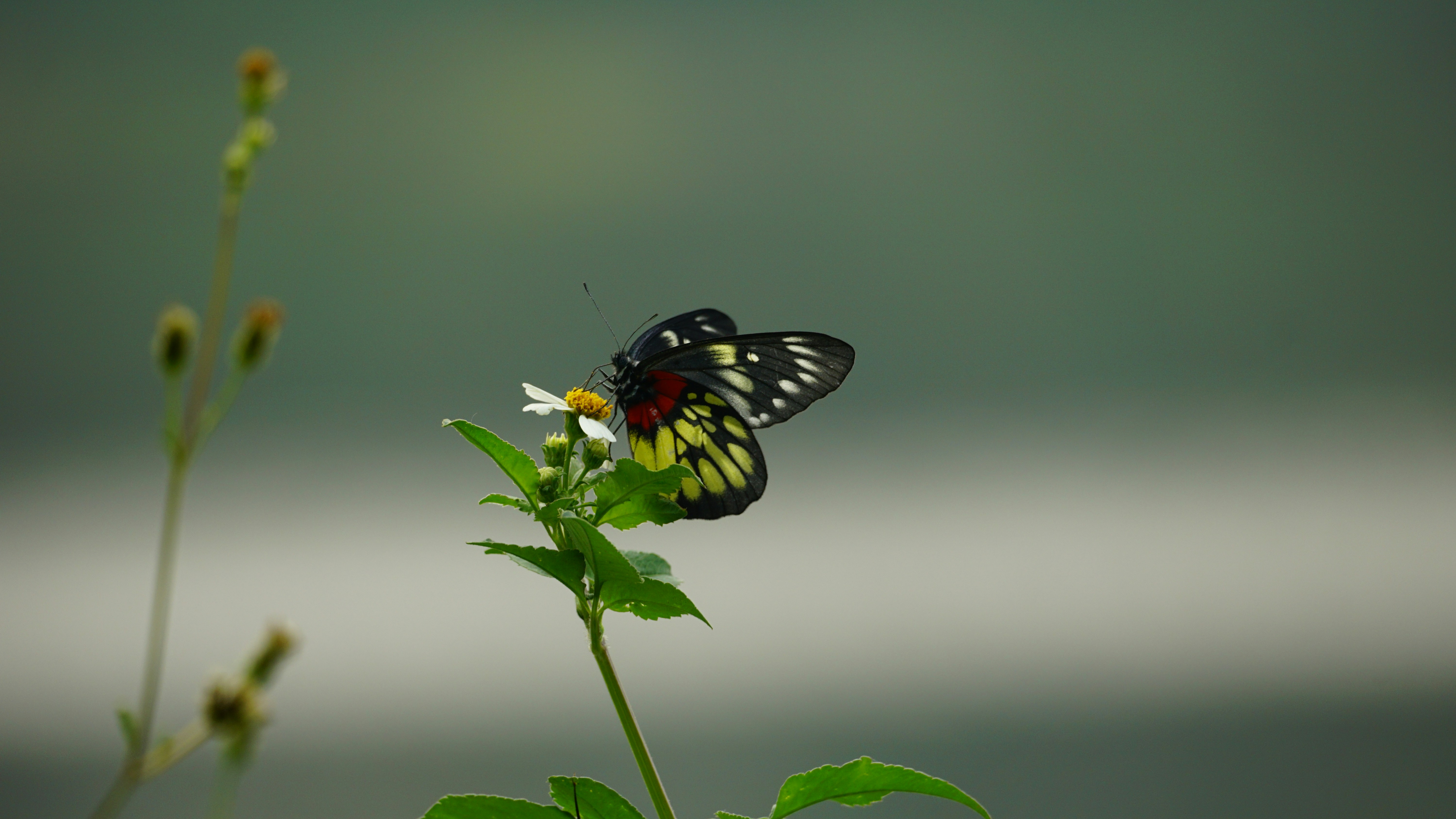 Butterfly in Quiet Bloom: A Delicate Moment on a Narrow Stem