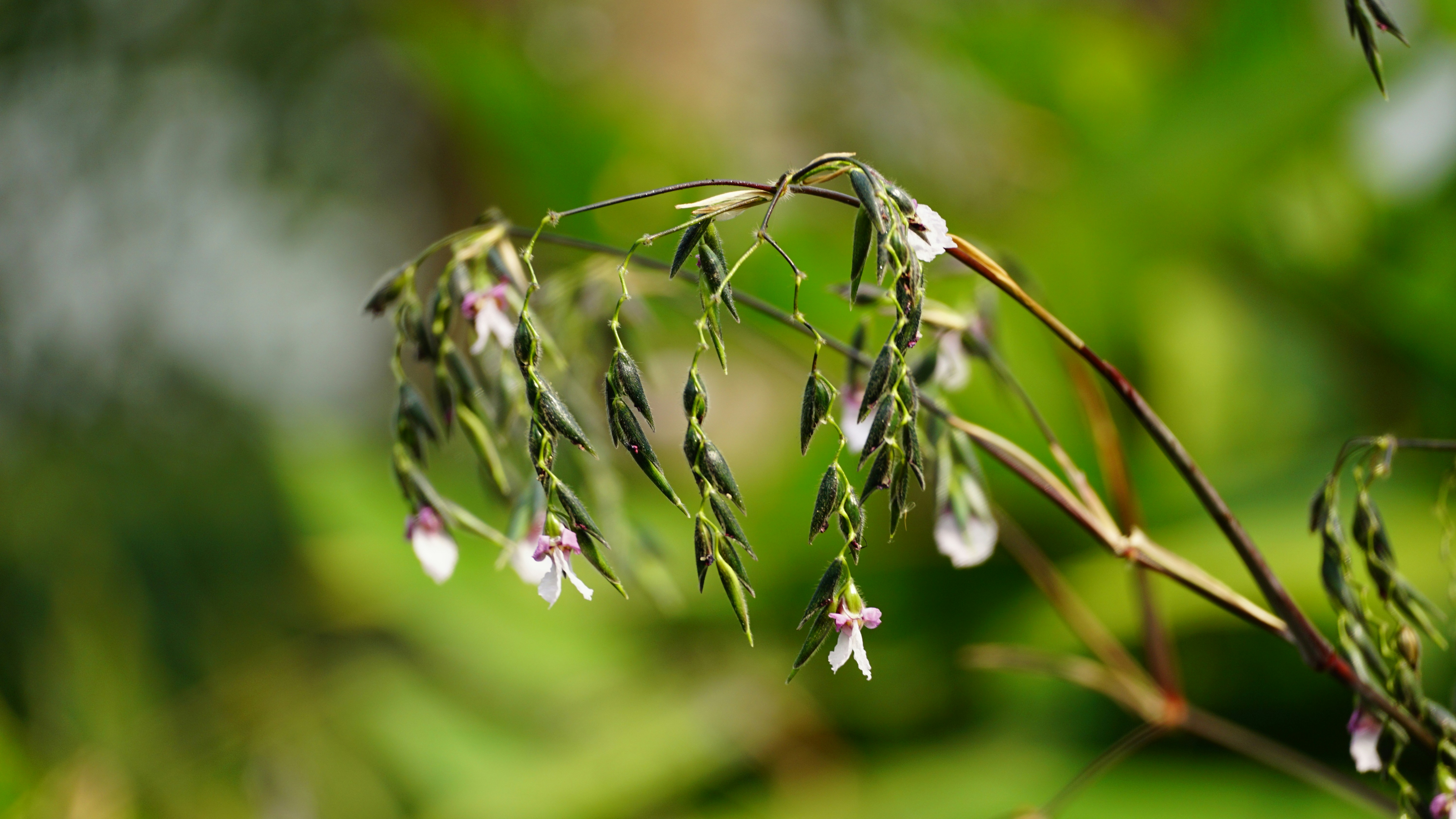 Delicate Pendants: Close-Up of Spring Blooms on a Slender Branch