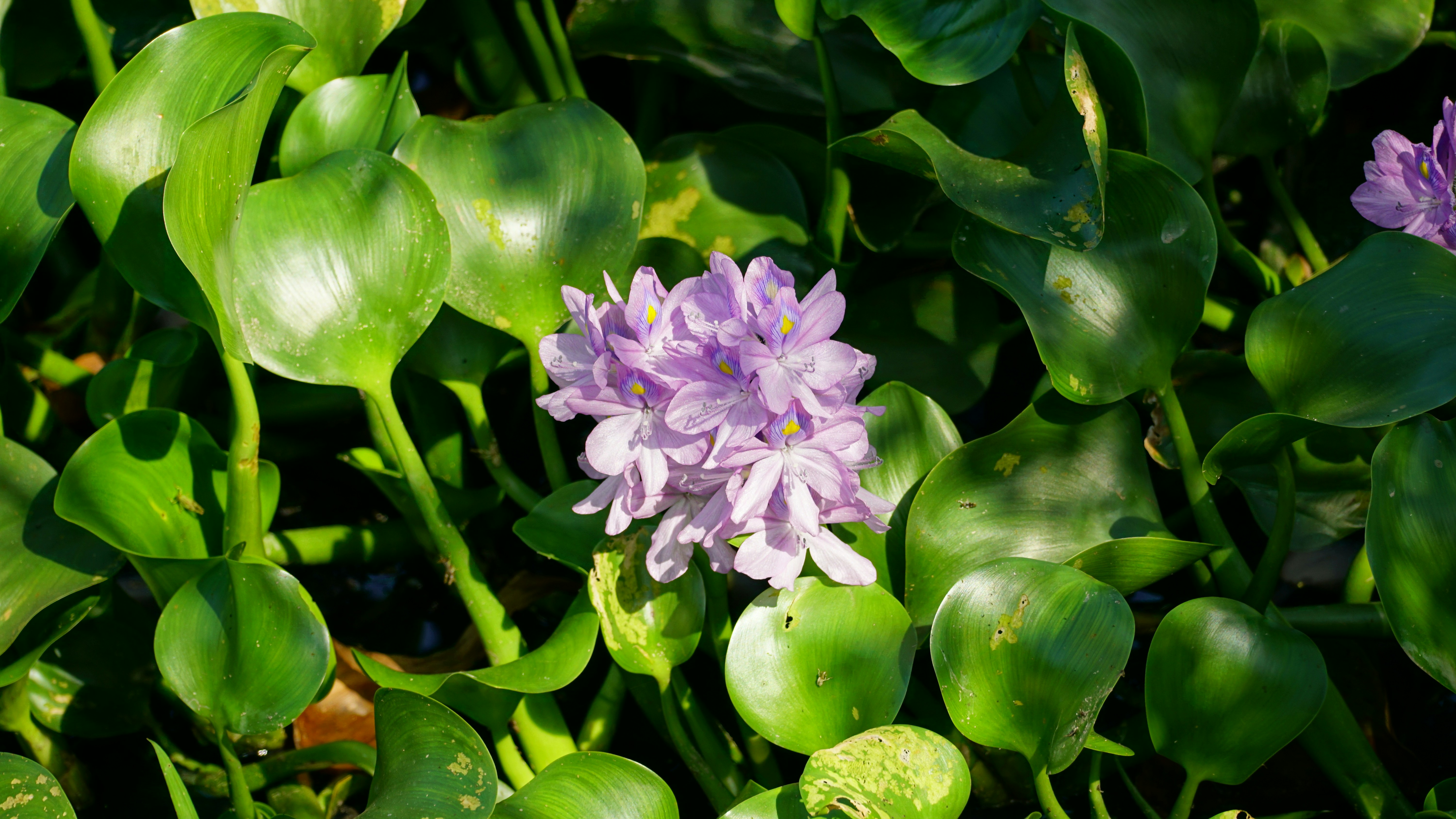 Lavender Bloom Amid Glossy Green Foliage