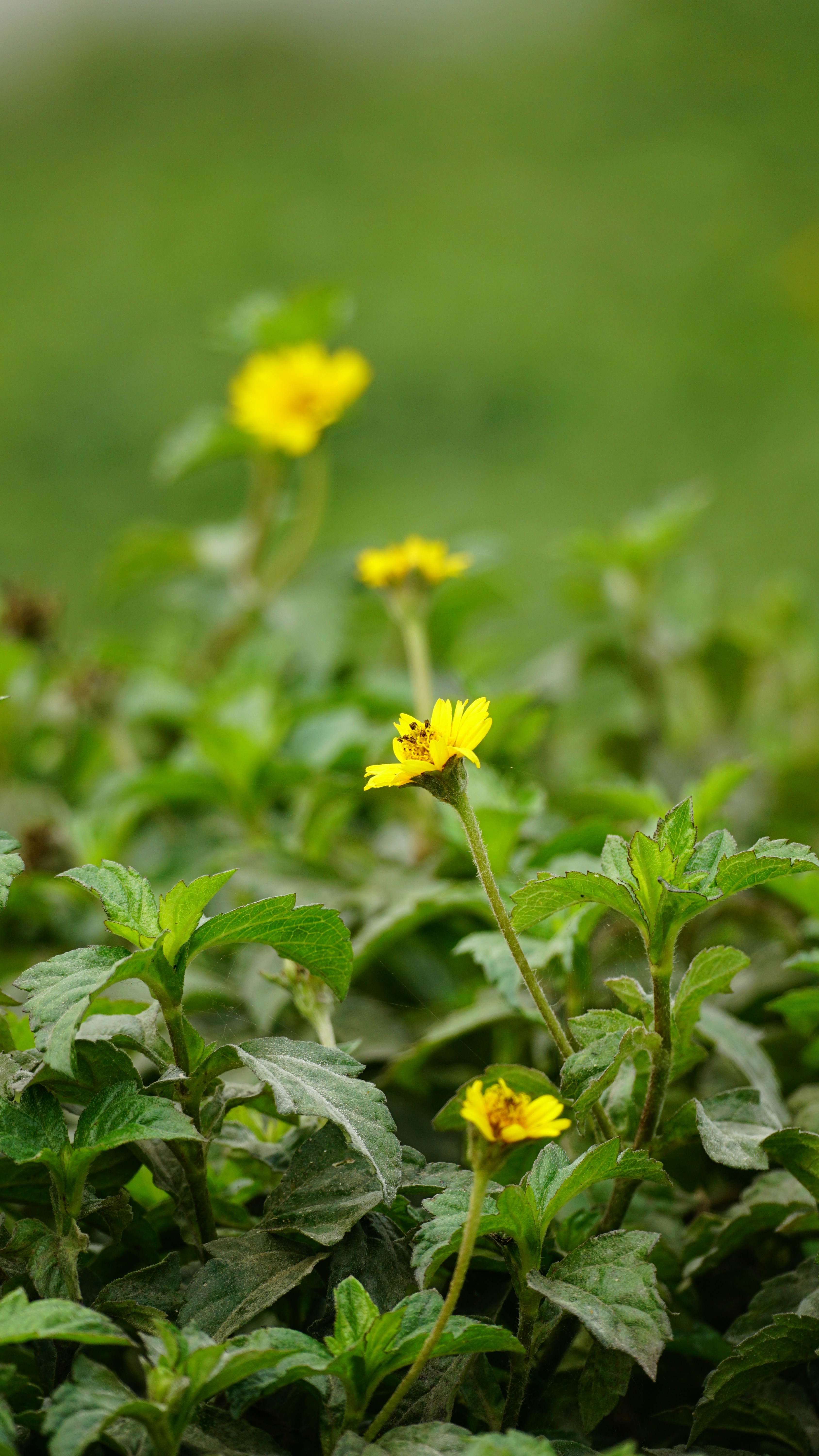 Delicate yellow flowers rise above lush green foliage, showcasing nature's vibrant contrast. The scene captures the essence of a tranquil garden setting.
