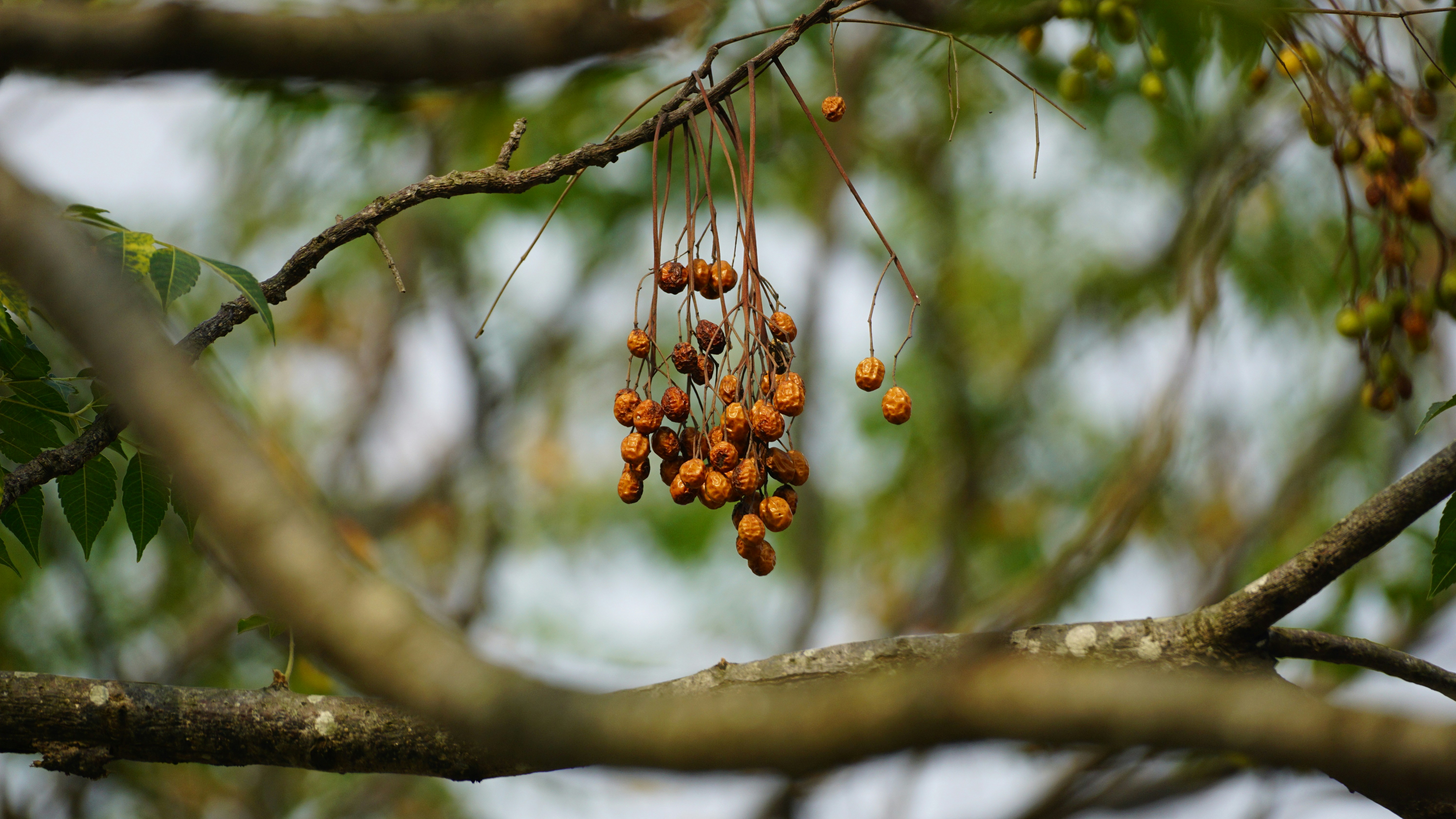 Photo by Duy Le Duc with Sony Alpha 6000