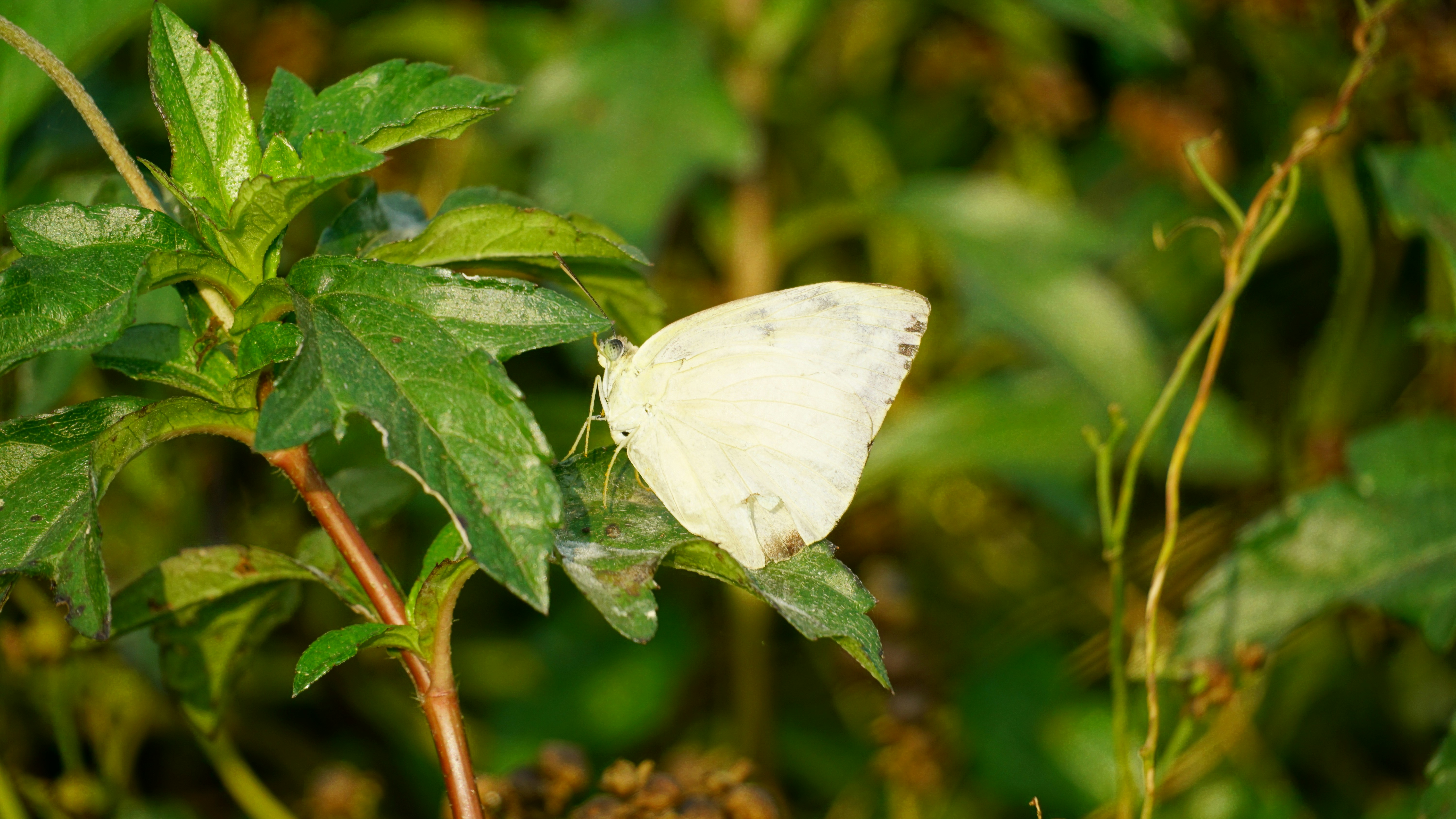 A Cabbage White butterfly perched gracefully on a vibrant green leaf, surrounded by lush foliage.