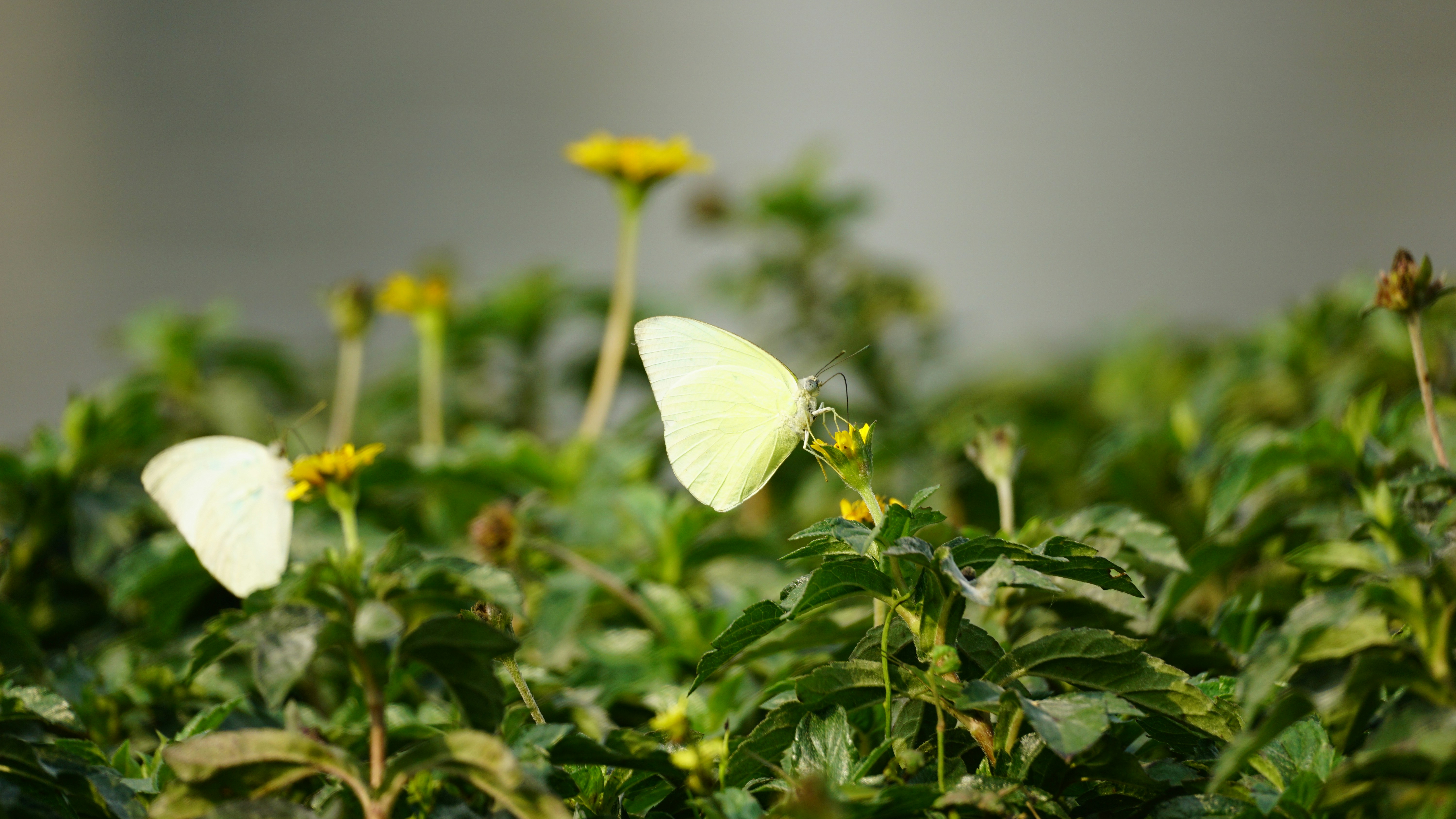 Two pale butterflies drifting above sunlit blossoms beside a quiet pond