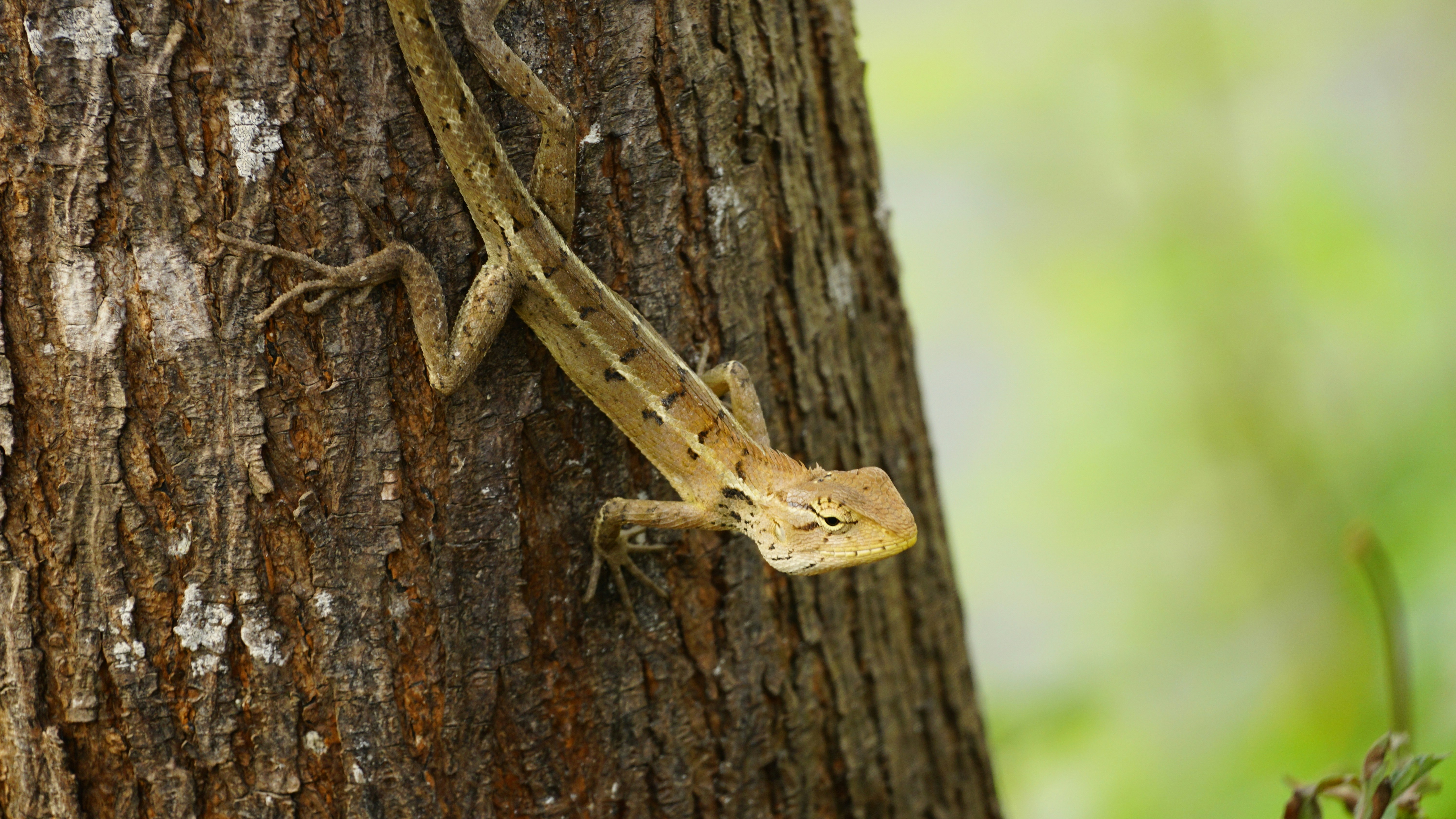 Photo by Duy Le Duc with Sony Alpha 6000